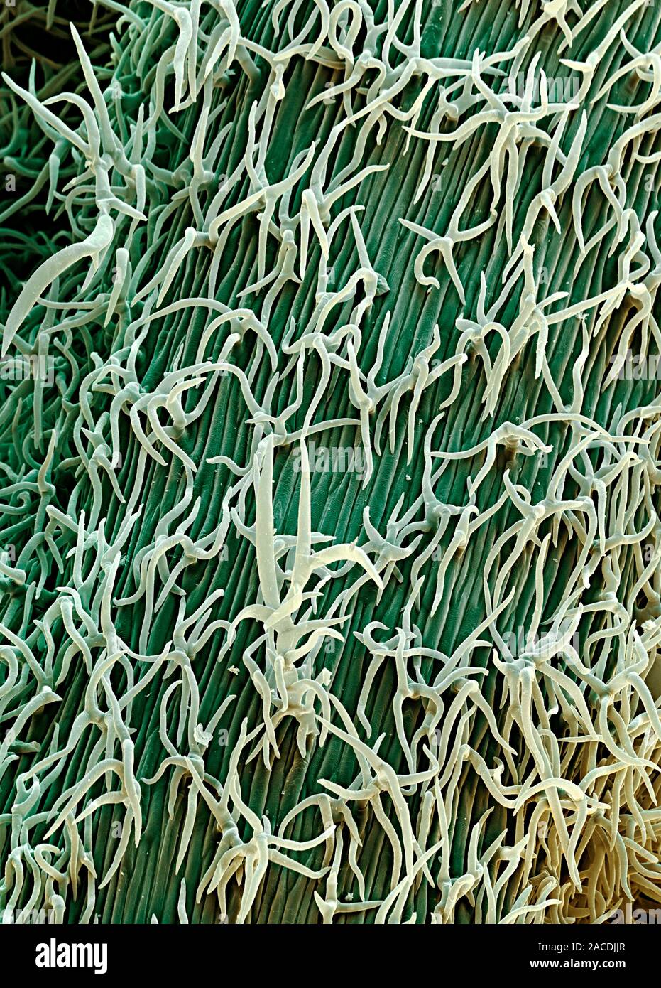 Rosemary (Rosmarinus officinalis). Coloured scanning electron ...