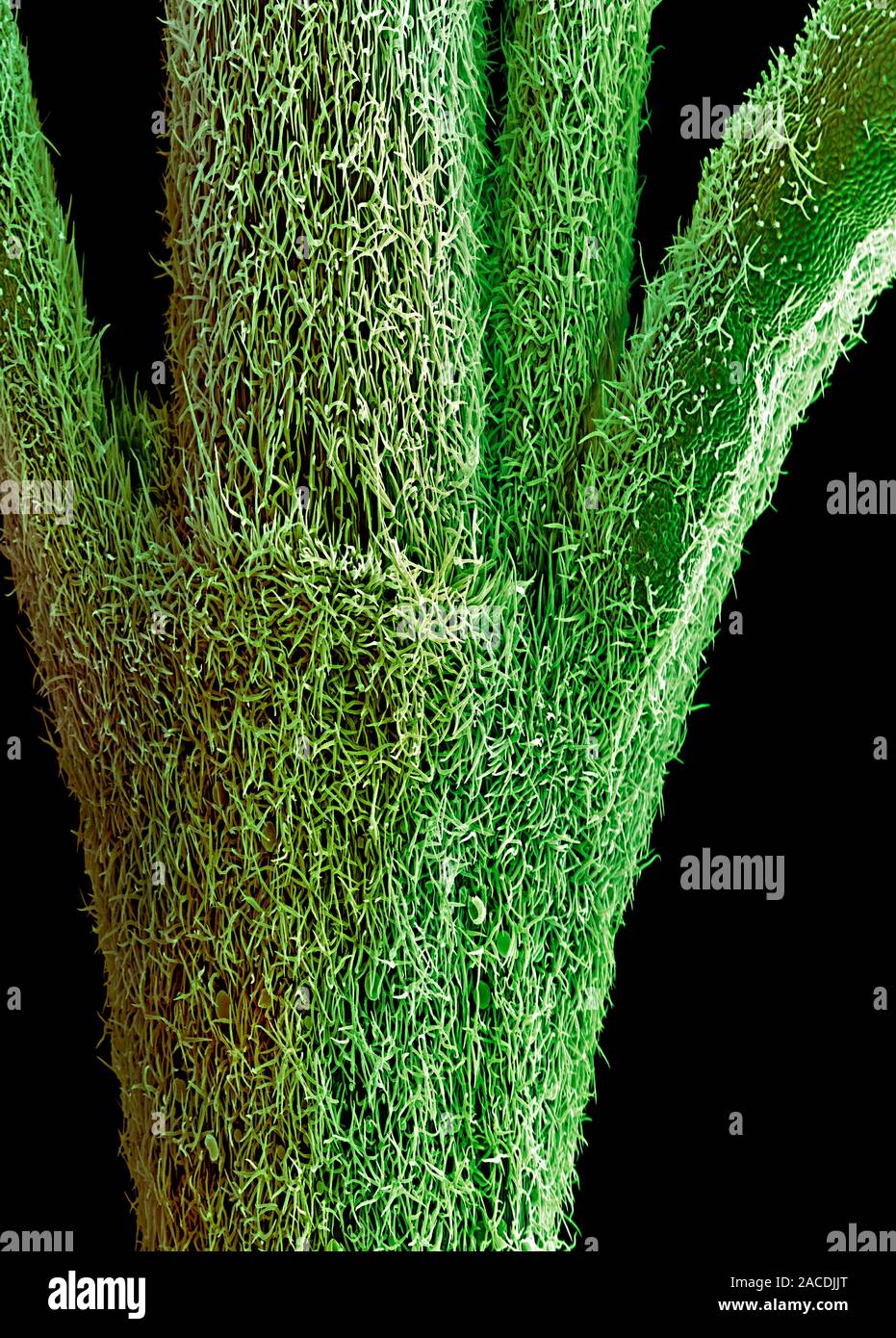 Rosemary (Rosmarinus officinalis). Coloured scanning electron ...