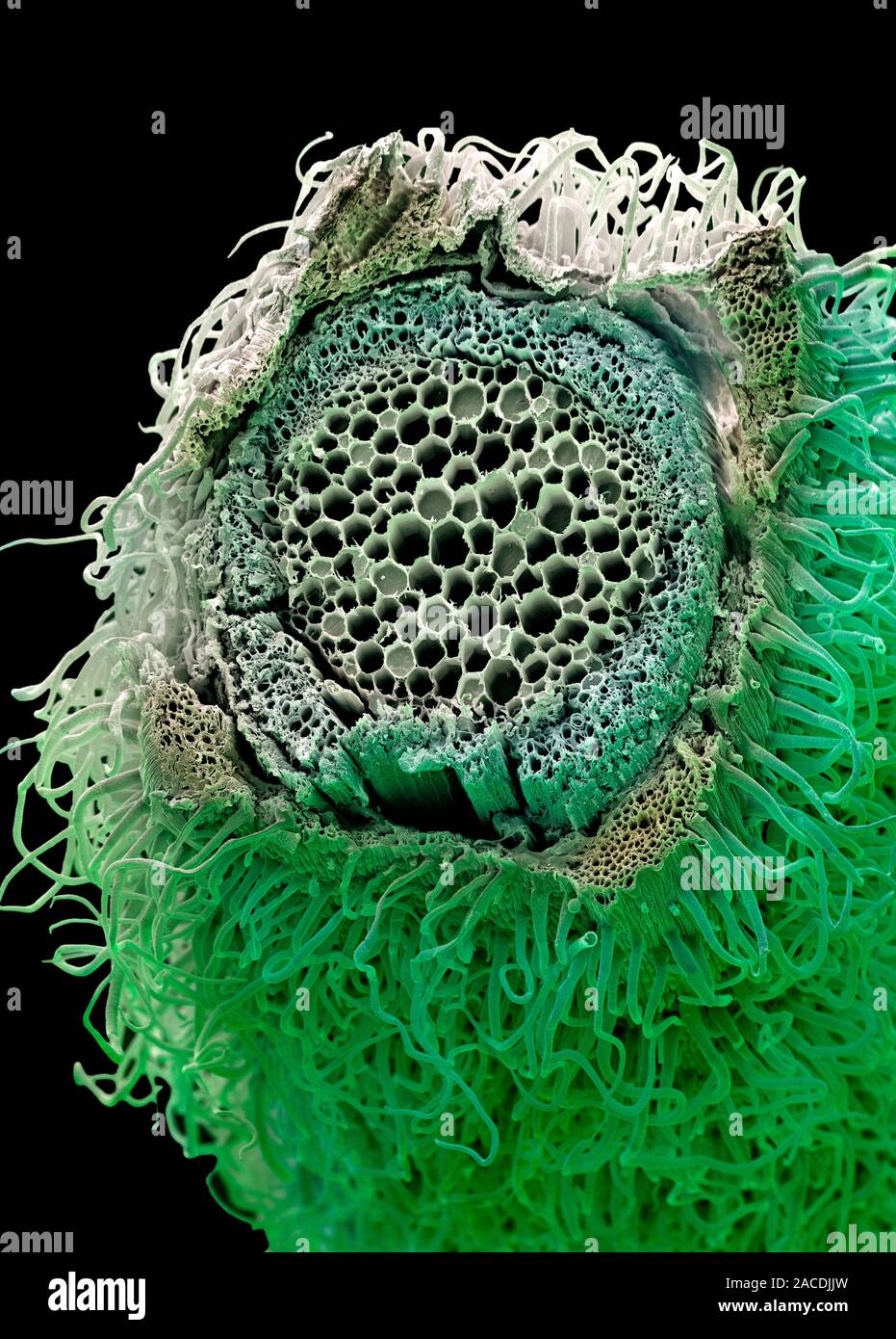 Rosemary (Rosmarinus officinalis), coloured scanning electron ...