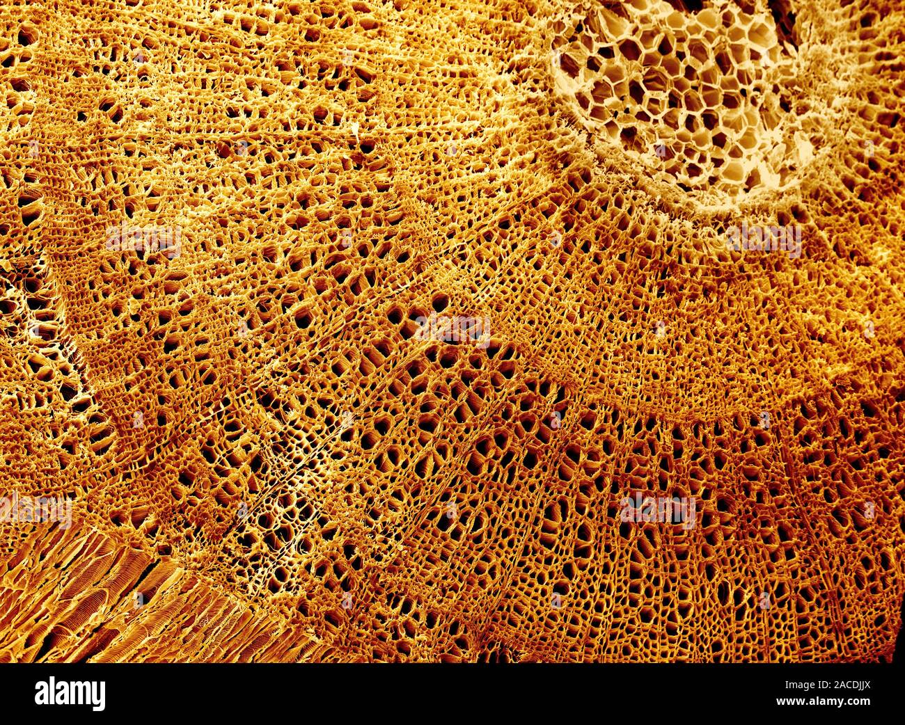 Wood structure. Coloured scanning electron micrograph (SEM) of a cross ...