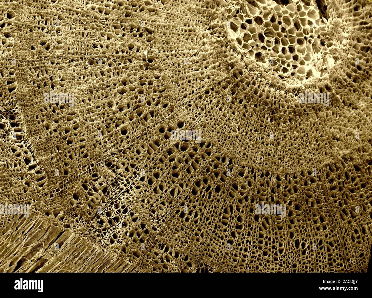 Wood structure. Coloured scanning electron micrograph (SEM) of a cross ...