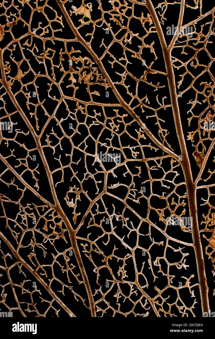 Macrophotograph of a leaf skeleton of the ivy plant, Hedera helix ...