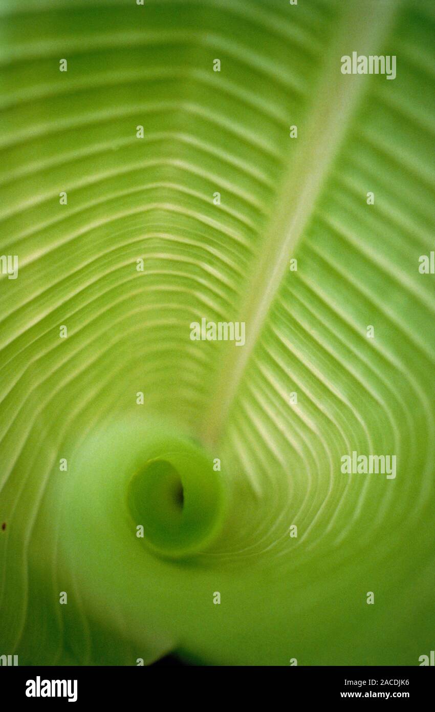 Macrophotograph of a section of the spirally- coiled young leaf of a ...