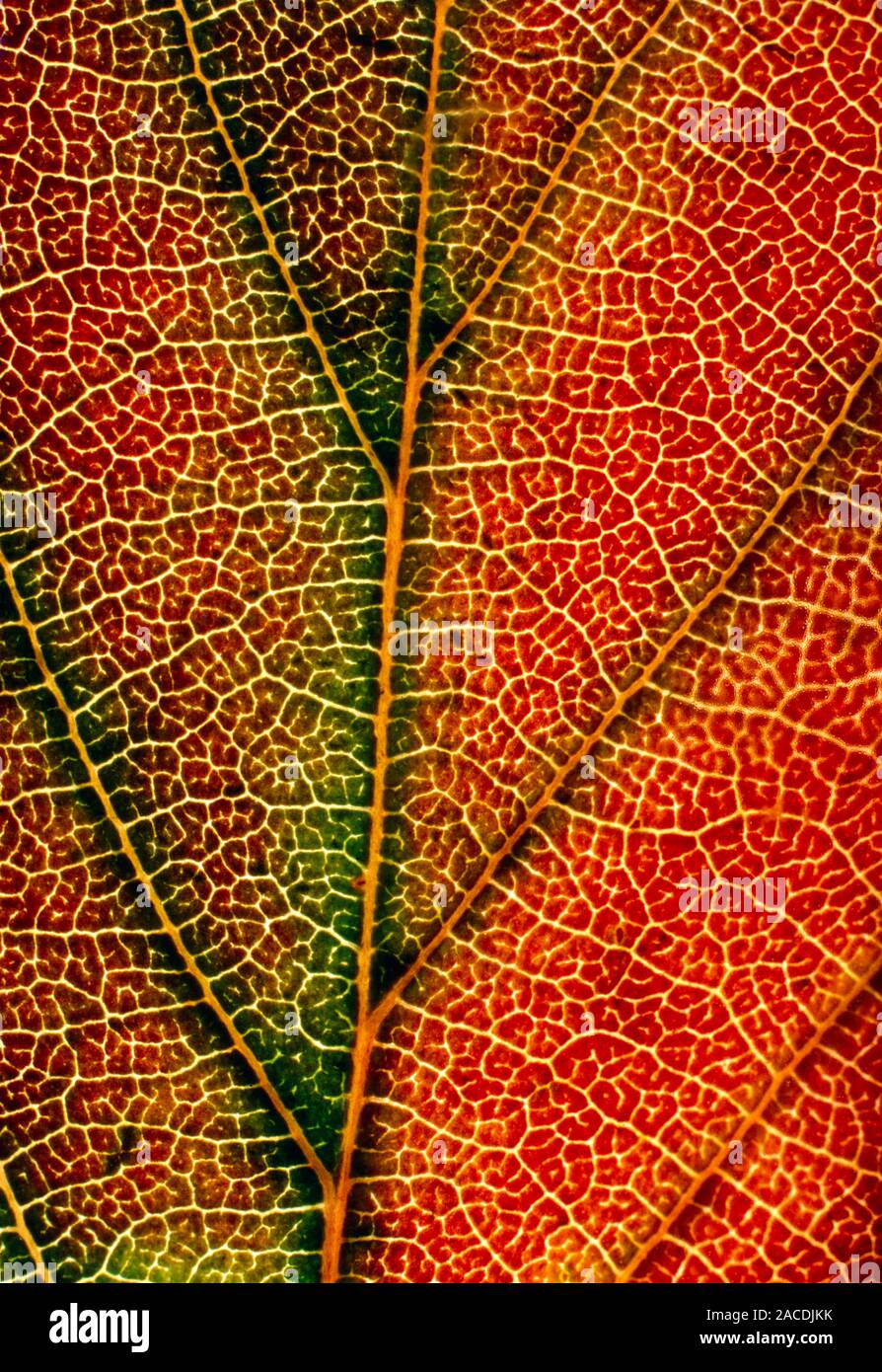 Macrophotograph, showing the venation of a Morello cherry leaf, which ...