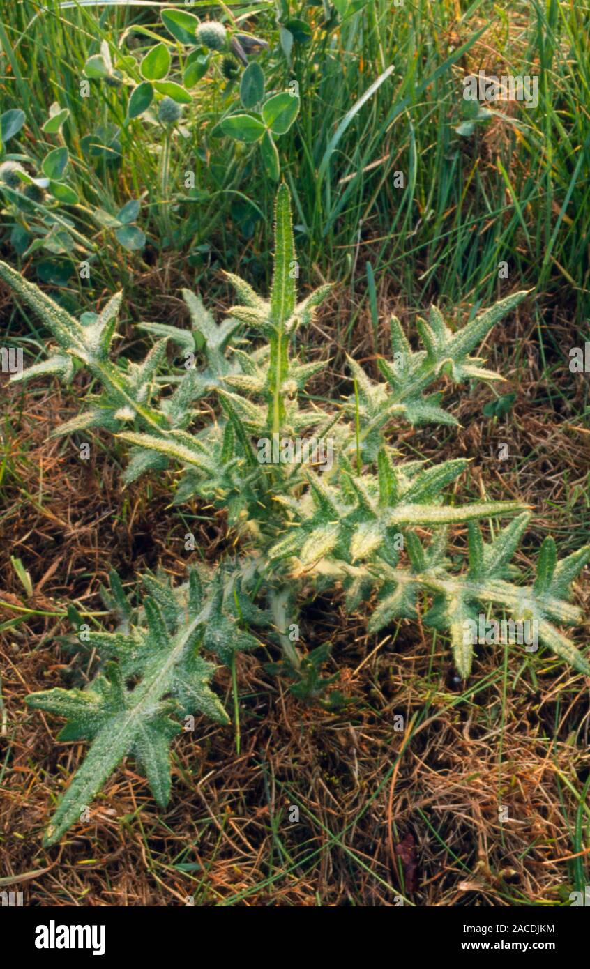 Photograph of a thistle showing the sharp spines along the edges of the ...