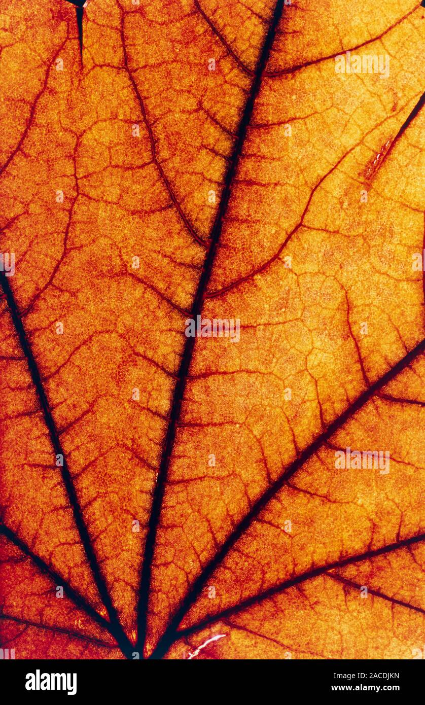 Close-up of an unidentified autumn leaf, showing the branching network ...