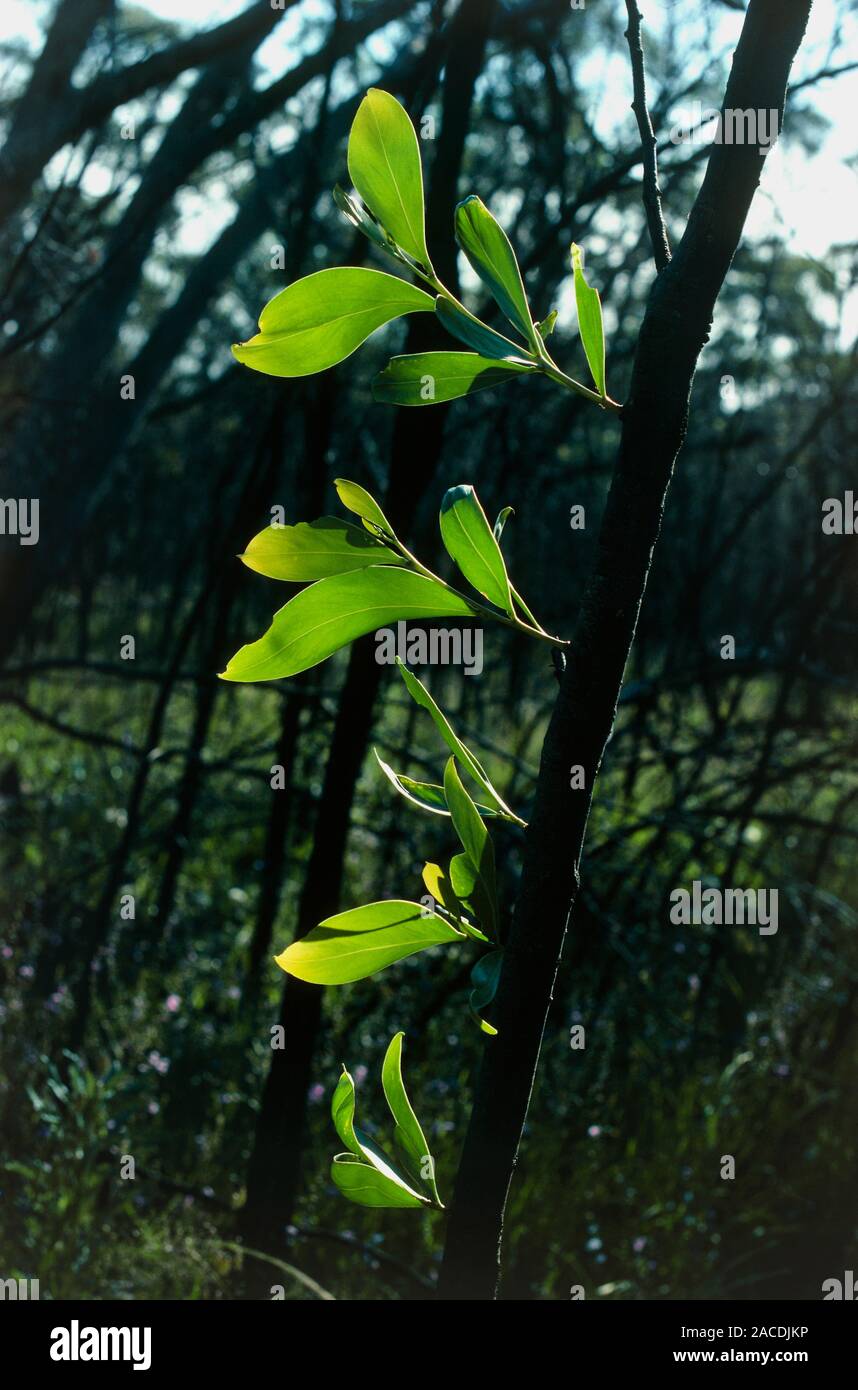 Regenerated shoots on the burnt stem of a golden wattle, Acacia ...