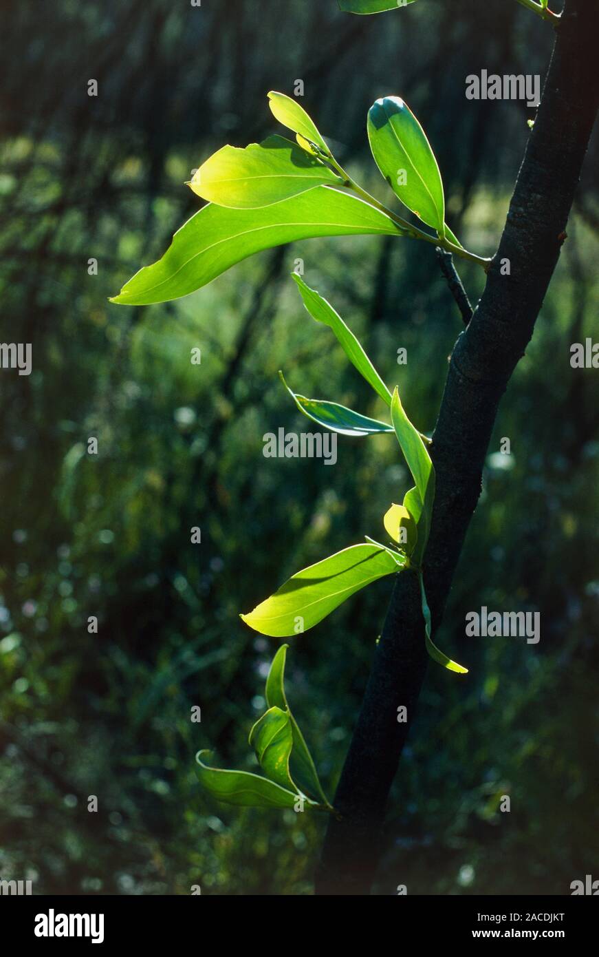 Regenerated shoots on the burnt stem of a golden wattle, Acacia ...
