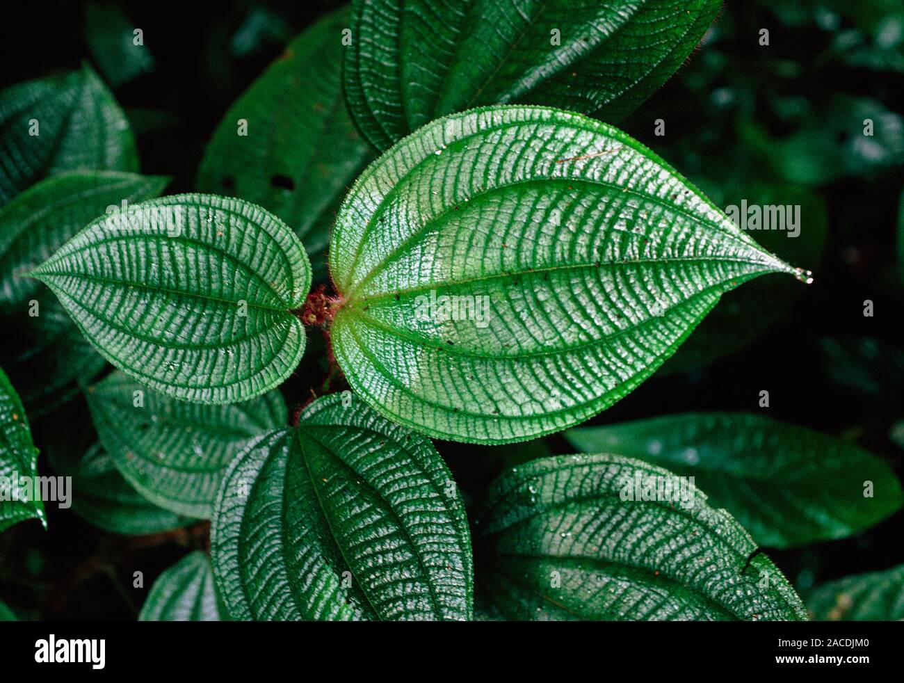 Leaves of an understory shrub in the Amazonian rainforest at Jatun ...