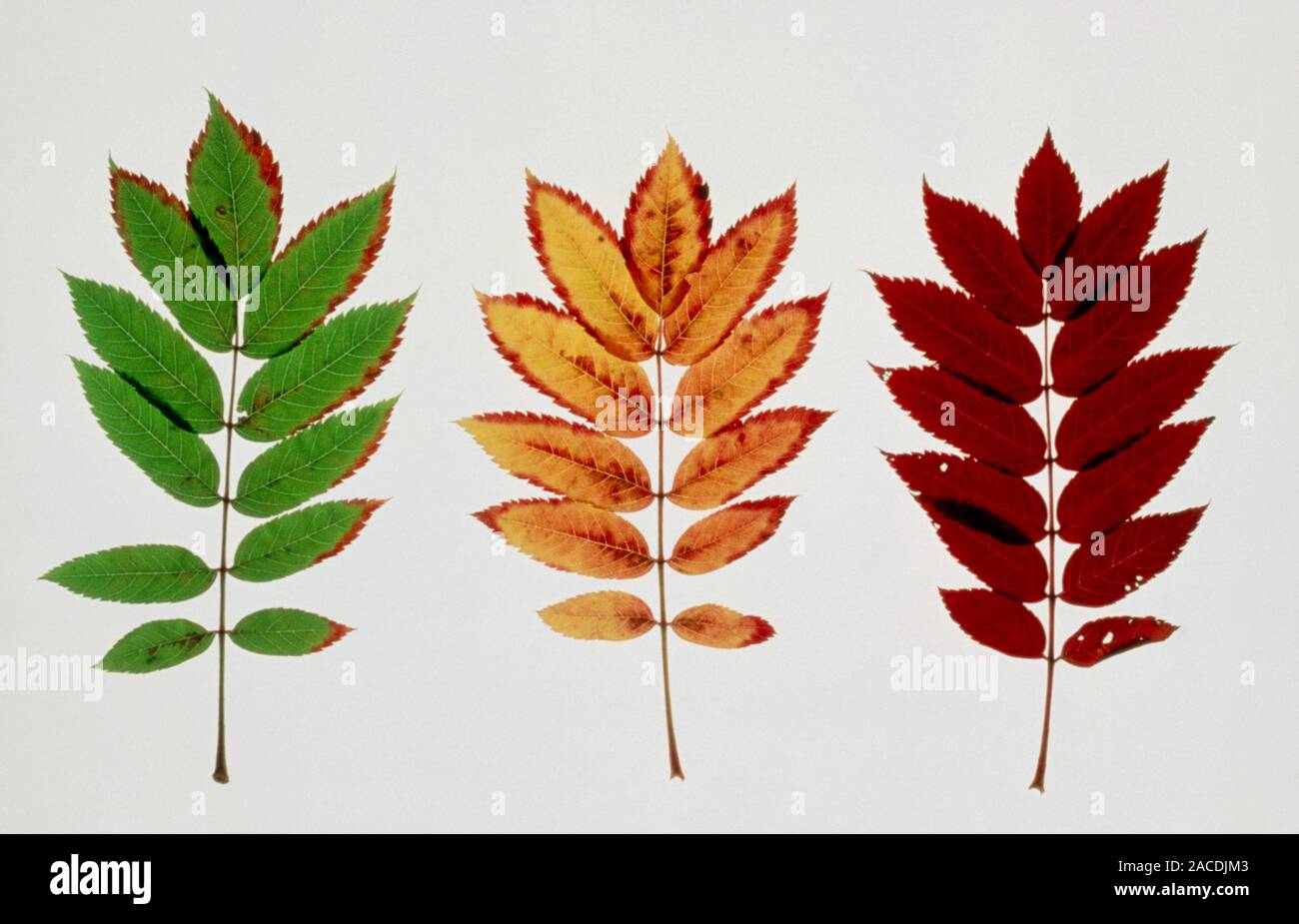 Rowan leaves (Sorbus aucuparia) developing their autumn colour. The ...