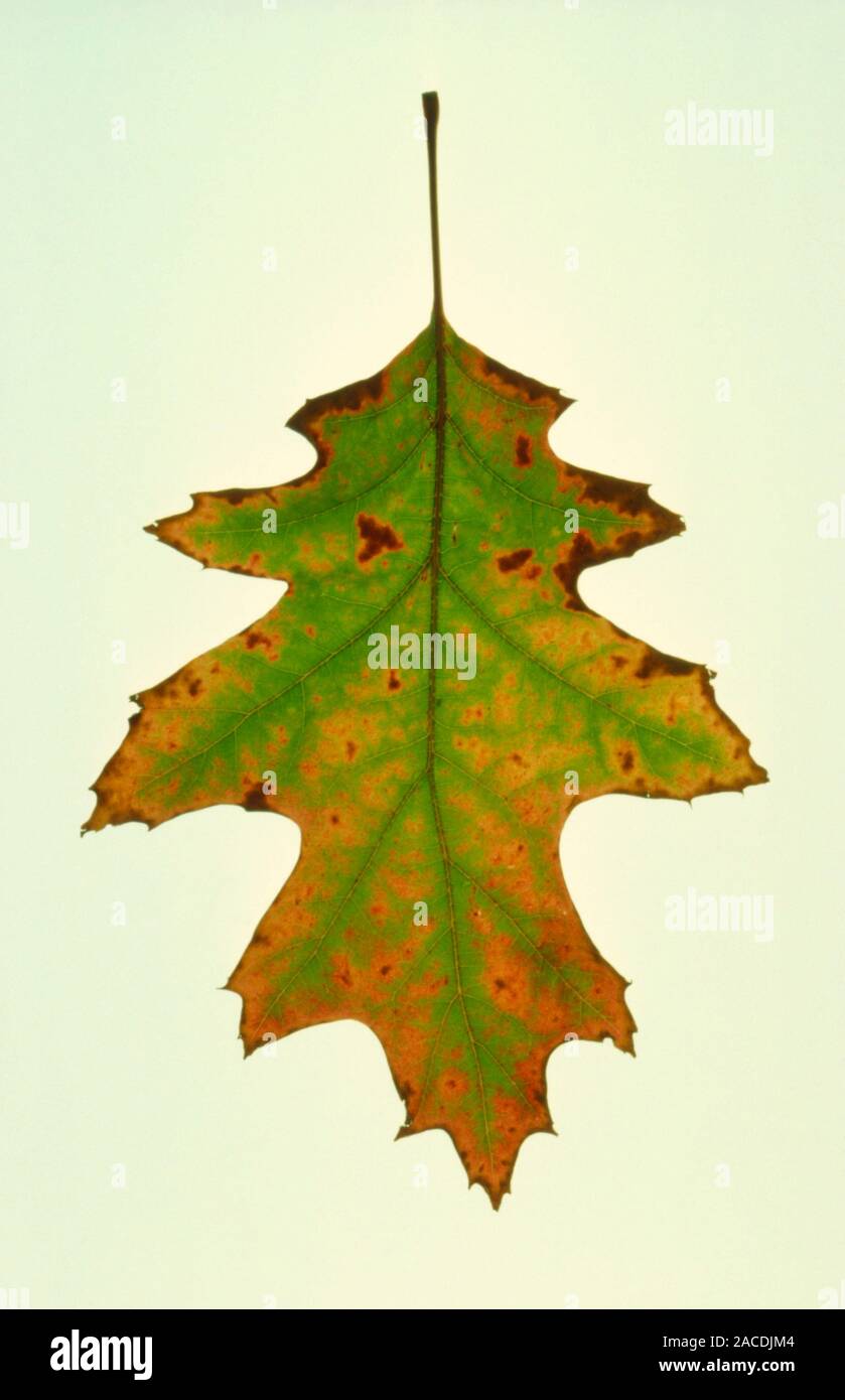 Red oak (Quercus rubra) leaf developing its autumn colour. The yearly ...