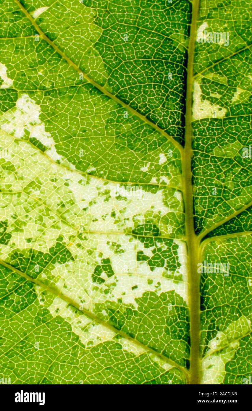 Close-up of the variegated leaf of the Aurora poplar tree, Populus x ...