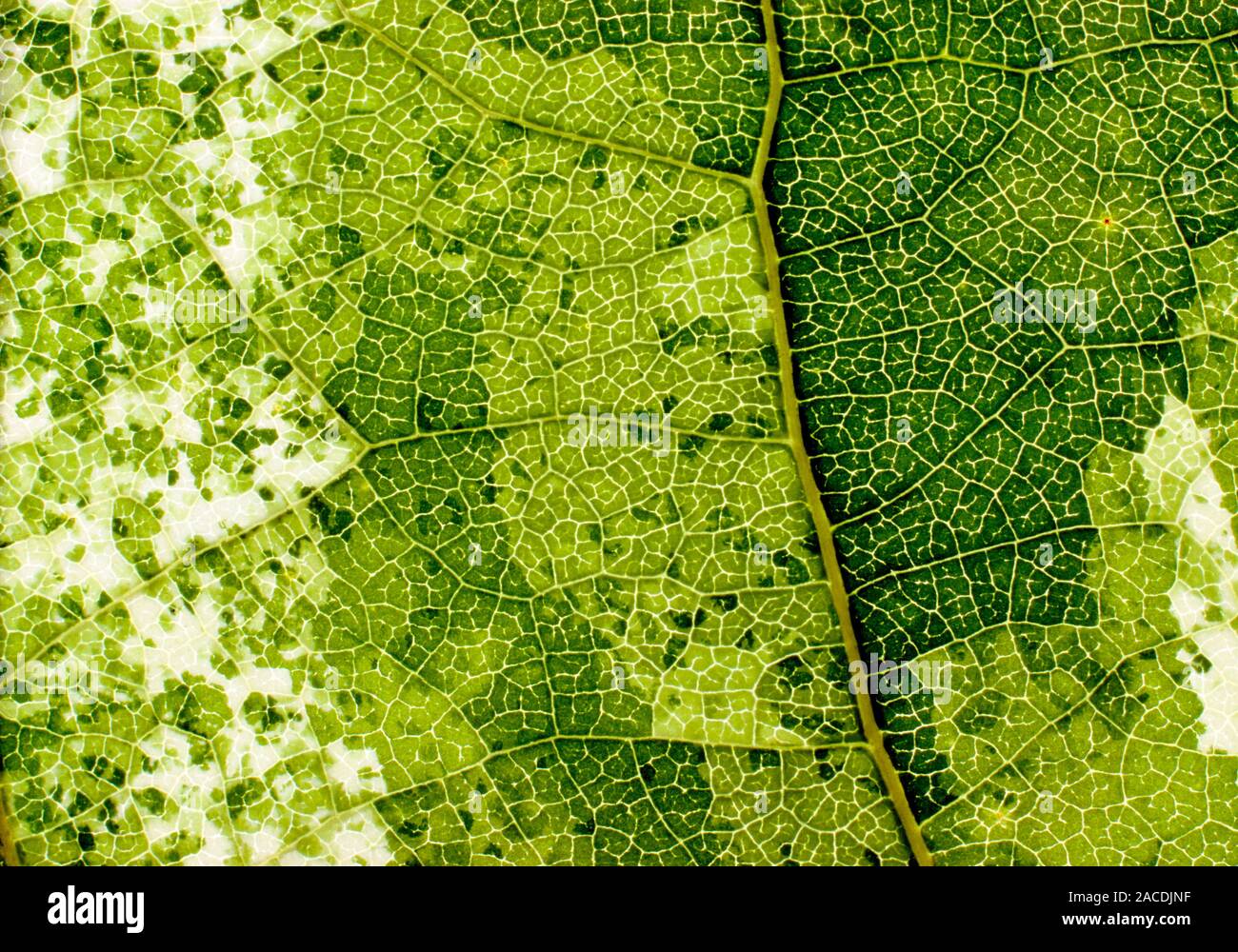 Close-up of the variegated leaf of the Aurora poplar tree, Populus x ...