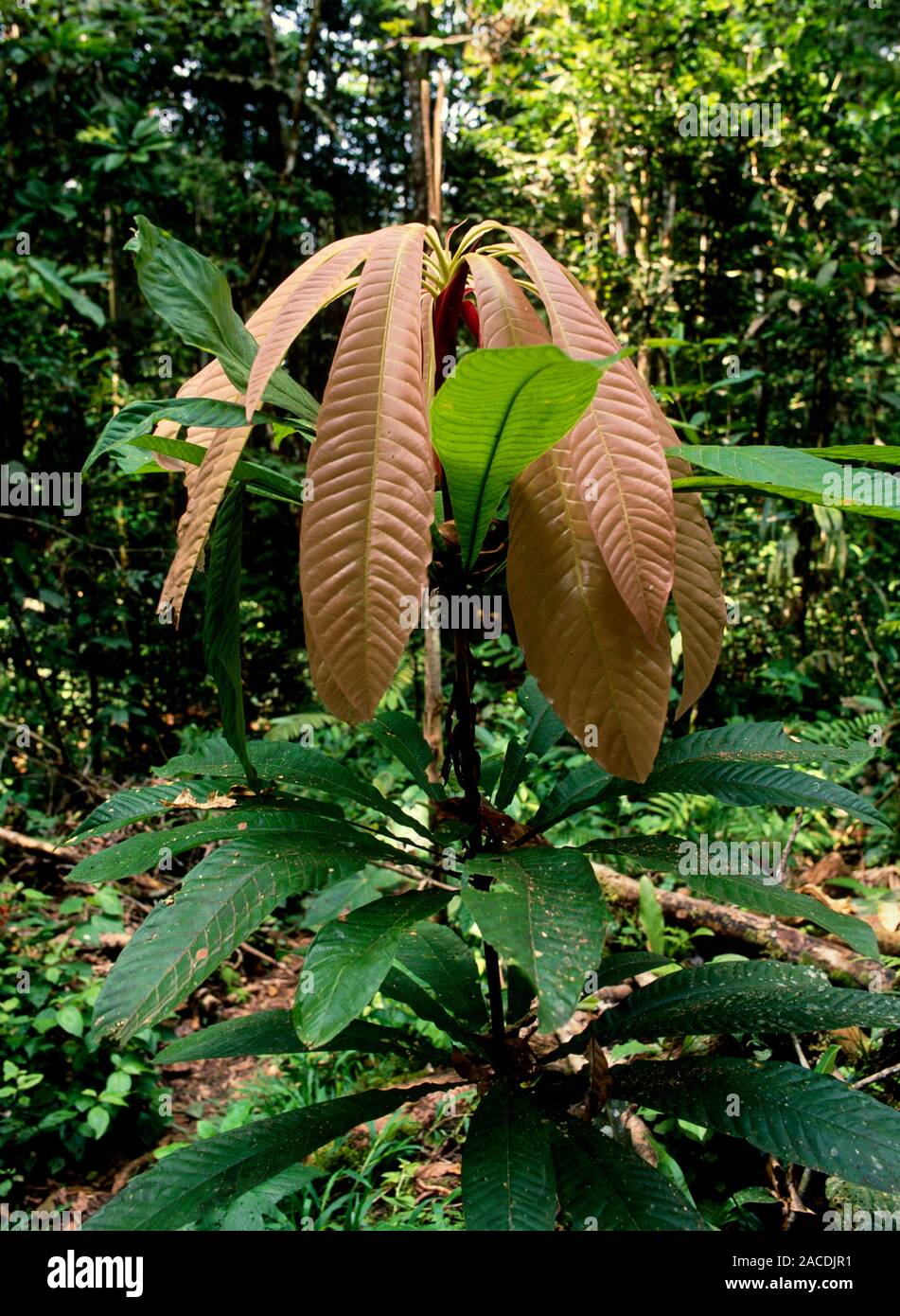 Rainforest understory shrub showing a new top whorl of leaves. As this ...