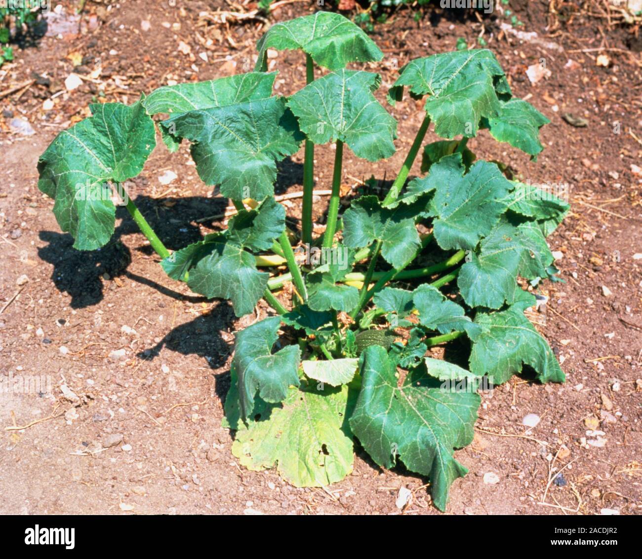 Wilting of a plant due to water stress. A courgette plant (Cucurbita ...