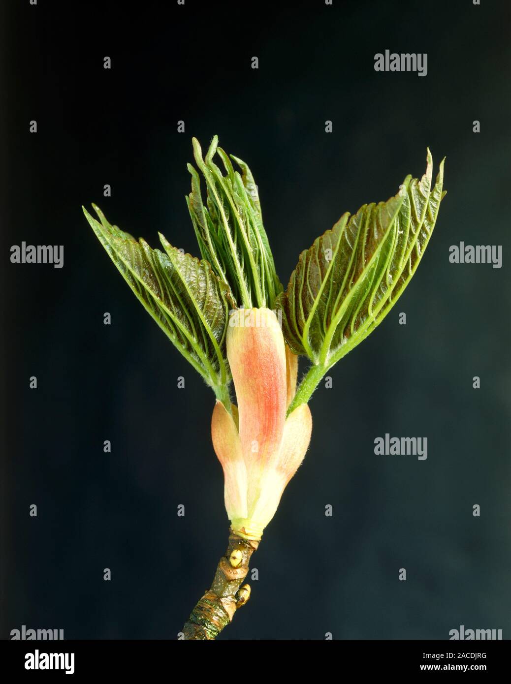 Leaf bud of the sycamore tree, Acer pseudoplatus, opening in springtime ...