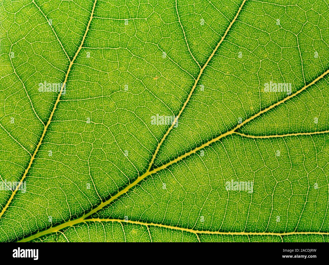 Leaf veins. Macrophotograph of a leaf from a lime tree (Tilia sp ...
