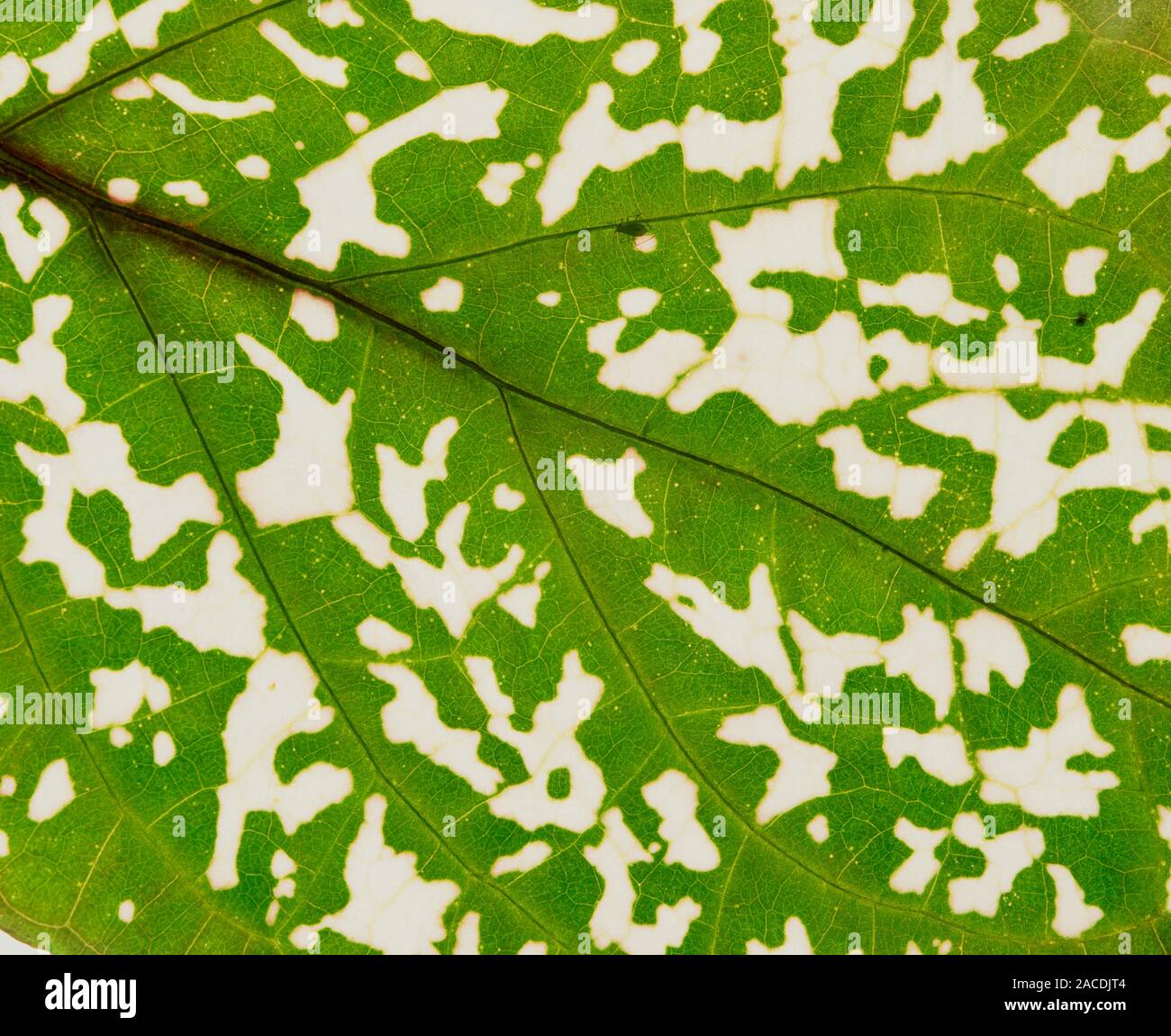 Dying leaf. Close-up of a dying leaf showing loss of chlorophyll, the ...