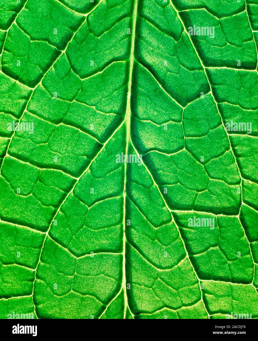 Comfrey leaf veins. Close-up of a comfrey leaf (Symphytum sp. ) showing ...