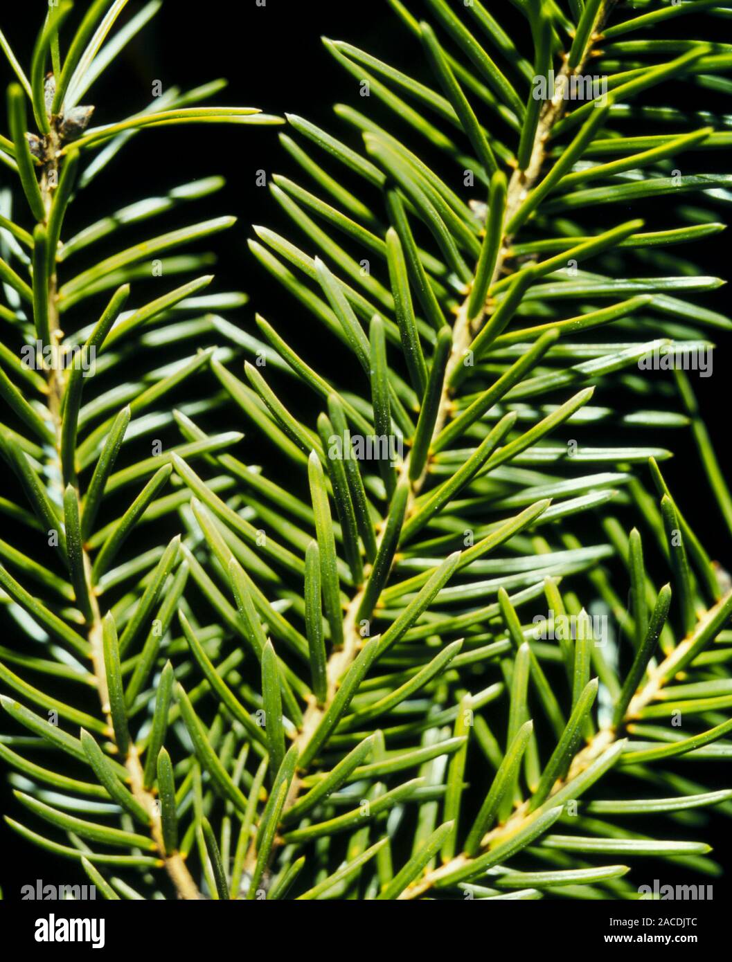 Spruce leaves. Close-up of the leaves of the spruce tree (Picea sp ...
