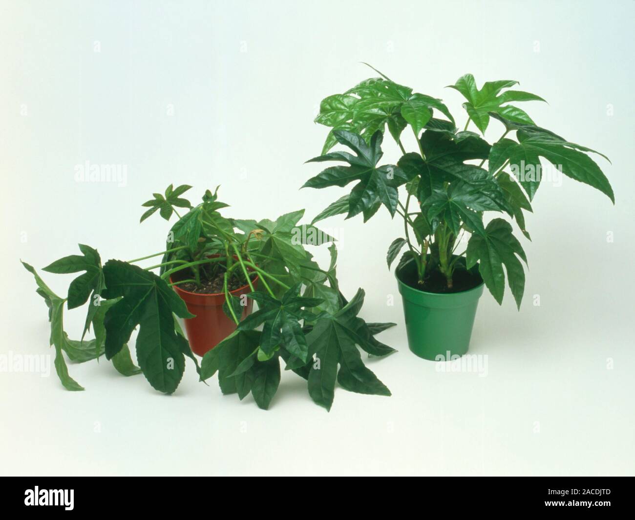 Plant wilting. Two Japanese aralia, or castor oil, plants (Fatsia ...
