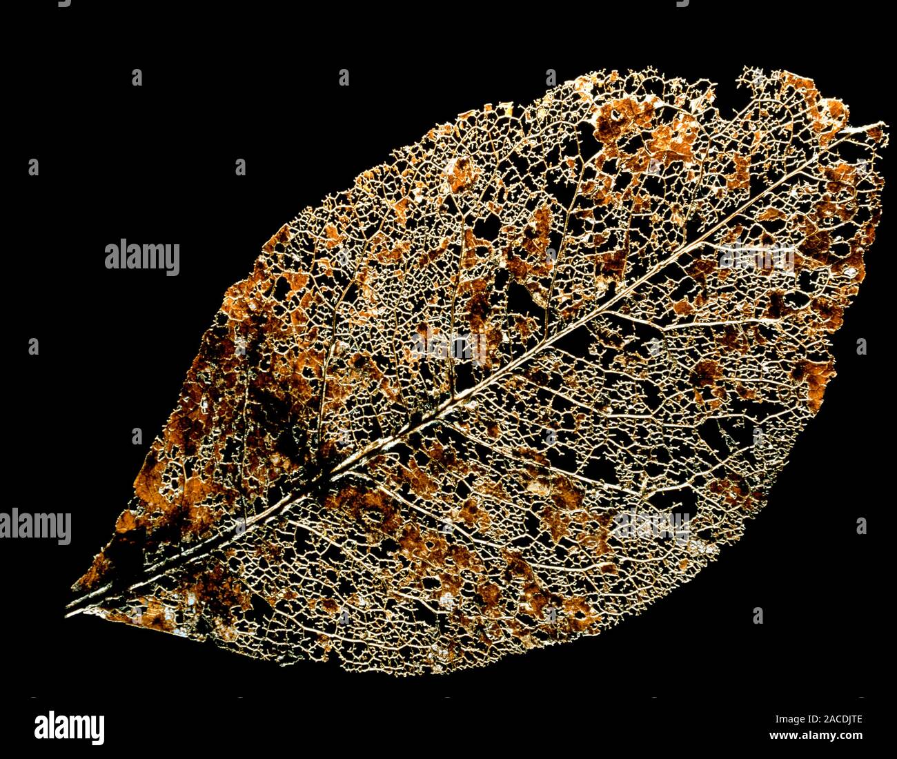 Leaf skeleton. Close-up of the skeleton of a leaf of the tree Magnolia ...