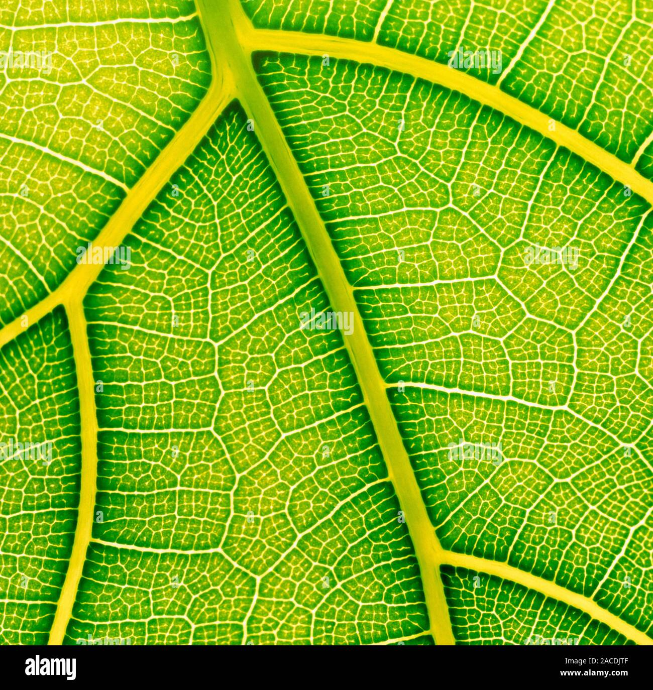 Fig leaf. Macrophotograph of the leaf surface and veins of the fiddle ...