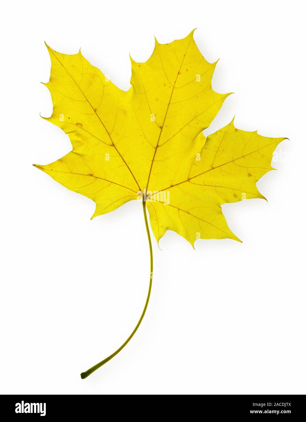 Autumn leaf. The leaf's colour is due to the breakdown of the green ...