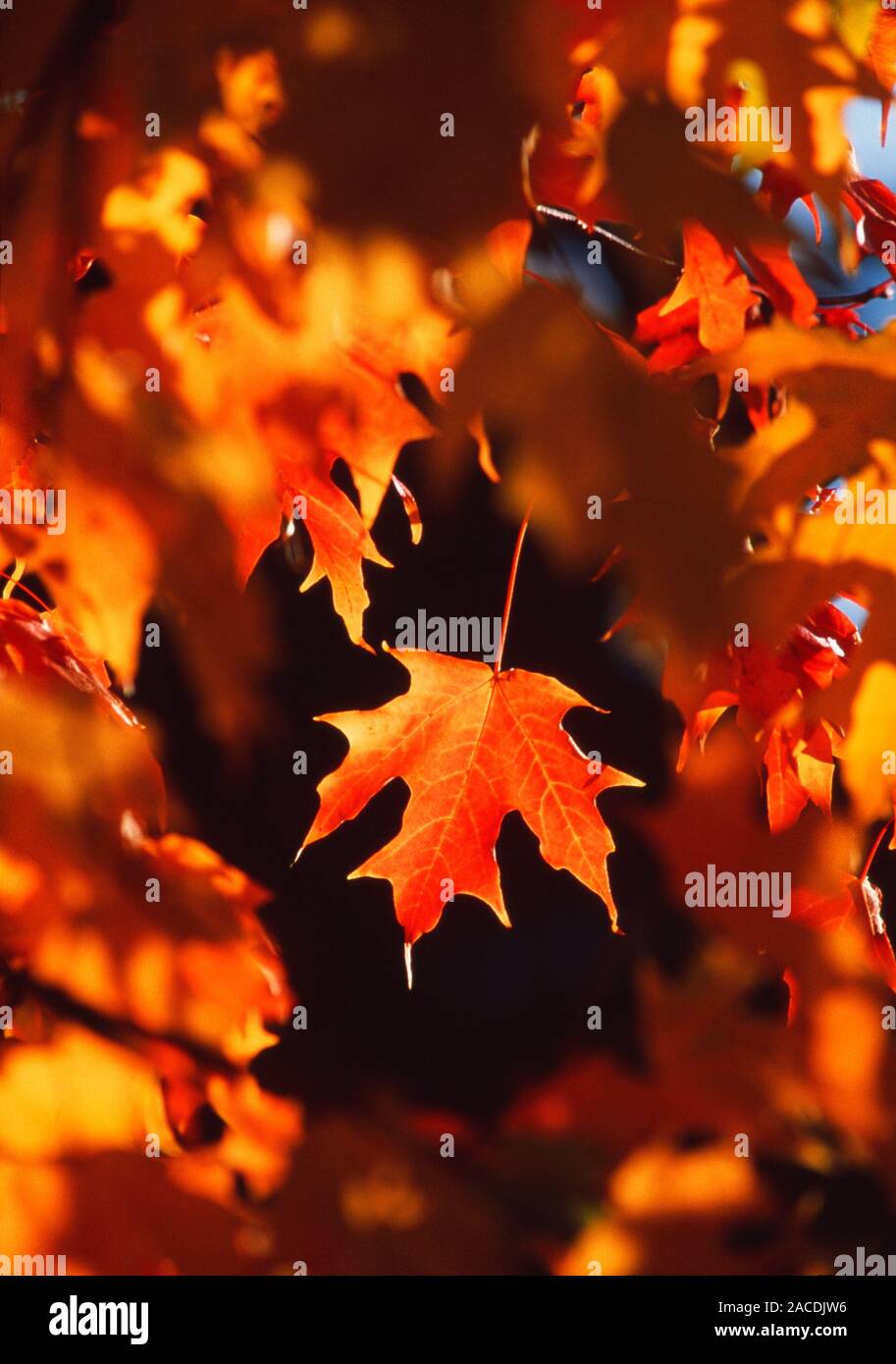 Autumn leaves on the sugar maple tree (Acer saccharum Stock Photo - Alamy