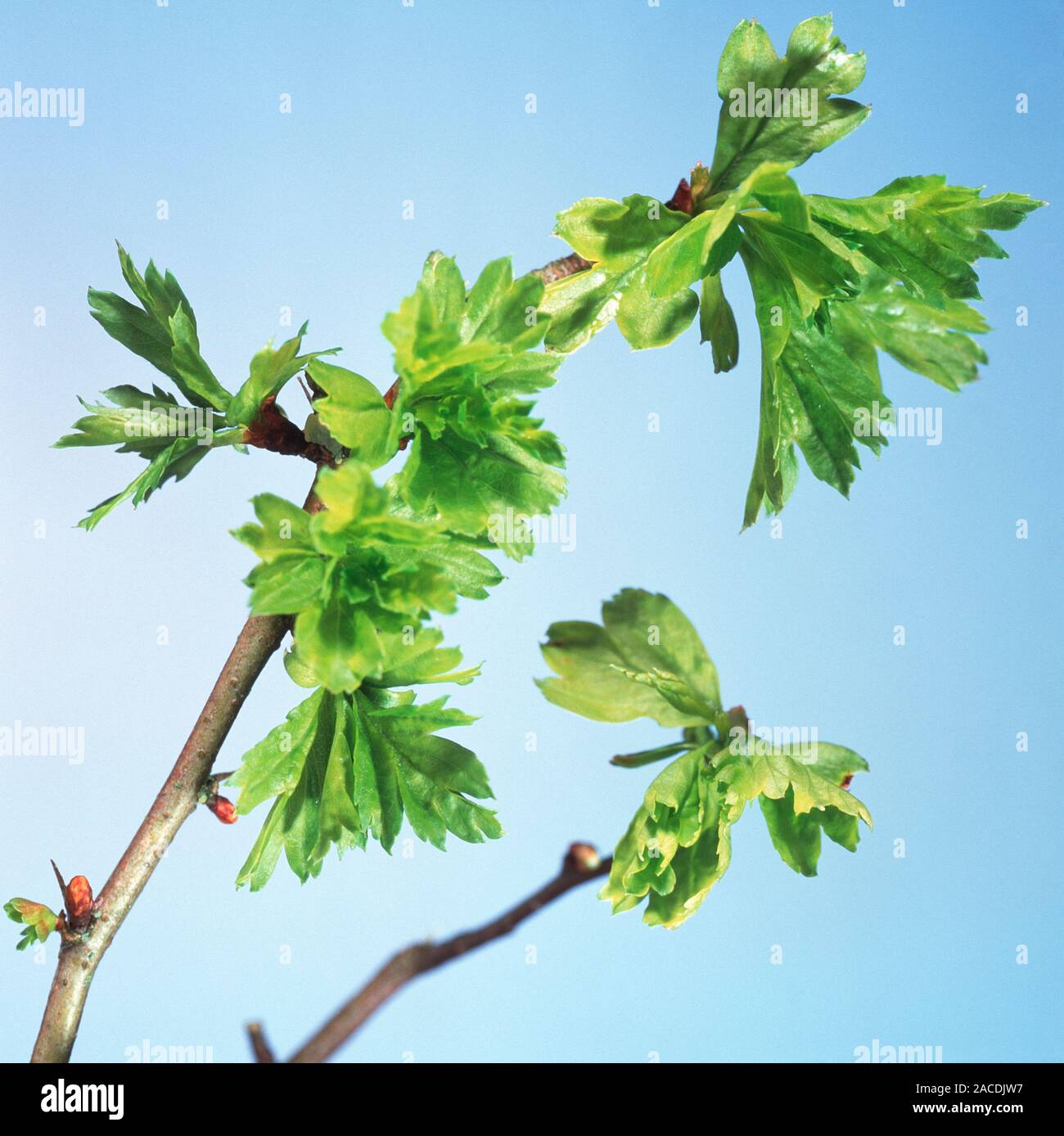 Hawthorn leaves. Leaves of the hawthorn tree (Crataegus monogyna Stock ...