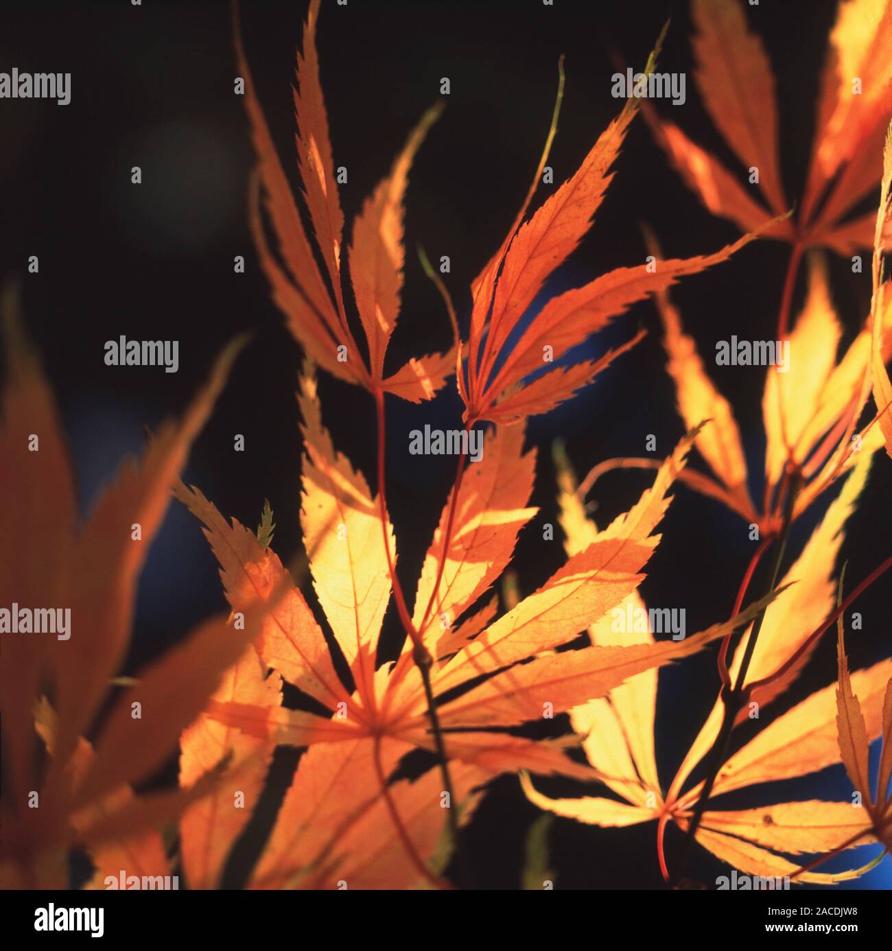 Autumn leaves on the Japanese maple tree (Acer palmatum). This Japanese ...