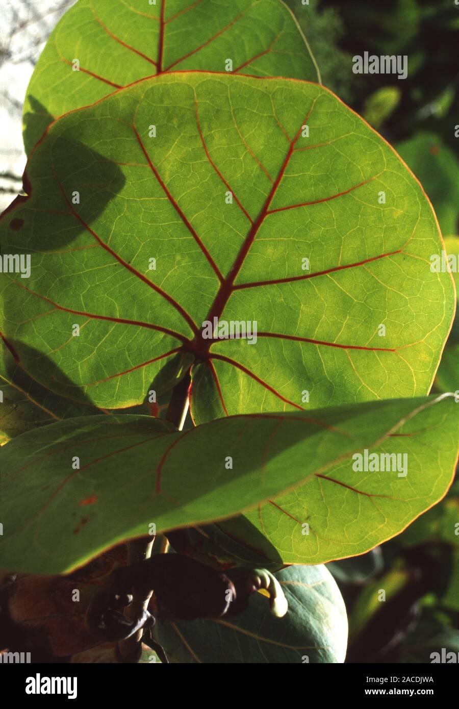 Seagrape. Leaves of the seagrape (Coccoloba uvifera). This plant is ...