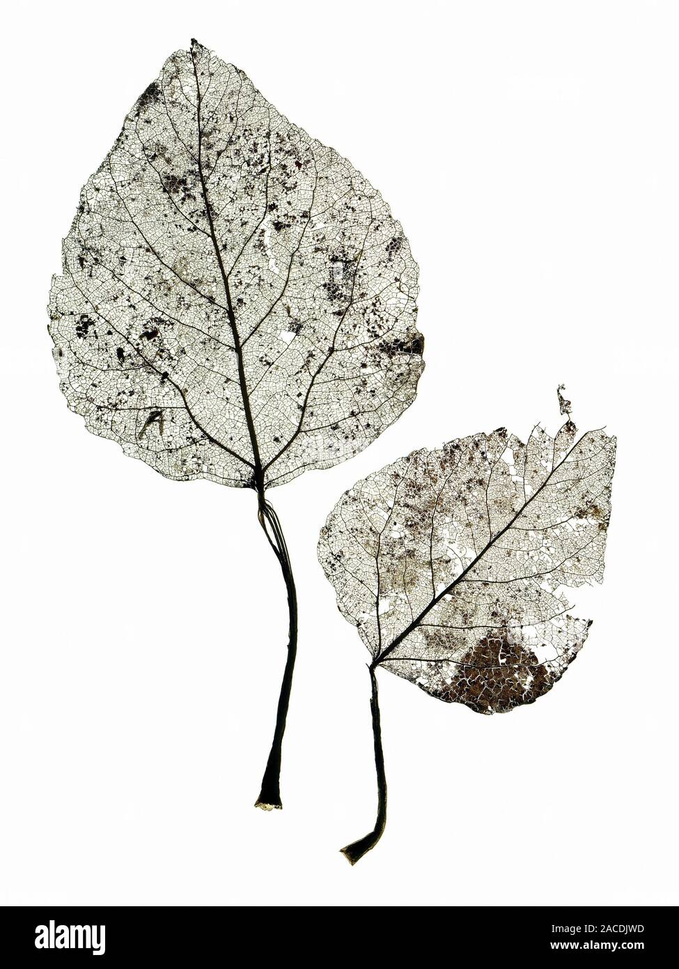 Leaf skeletons. The patterns of veins in the leaves have been revealed ...