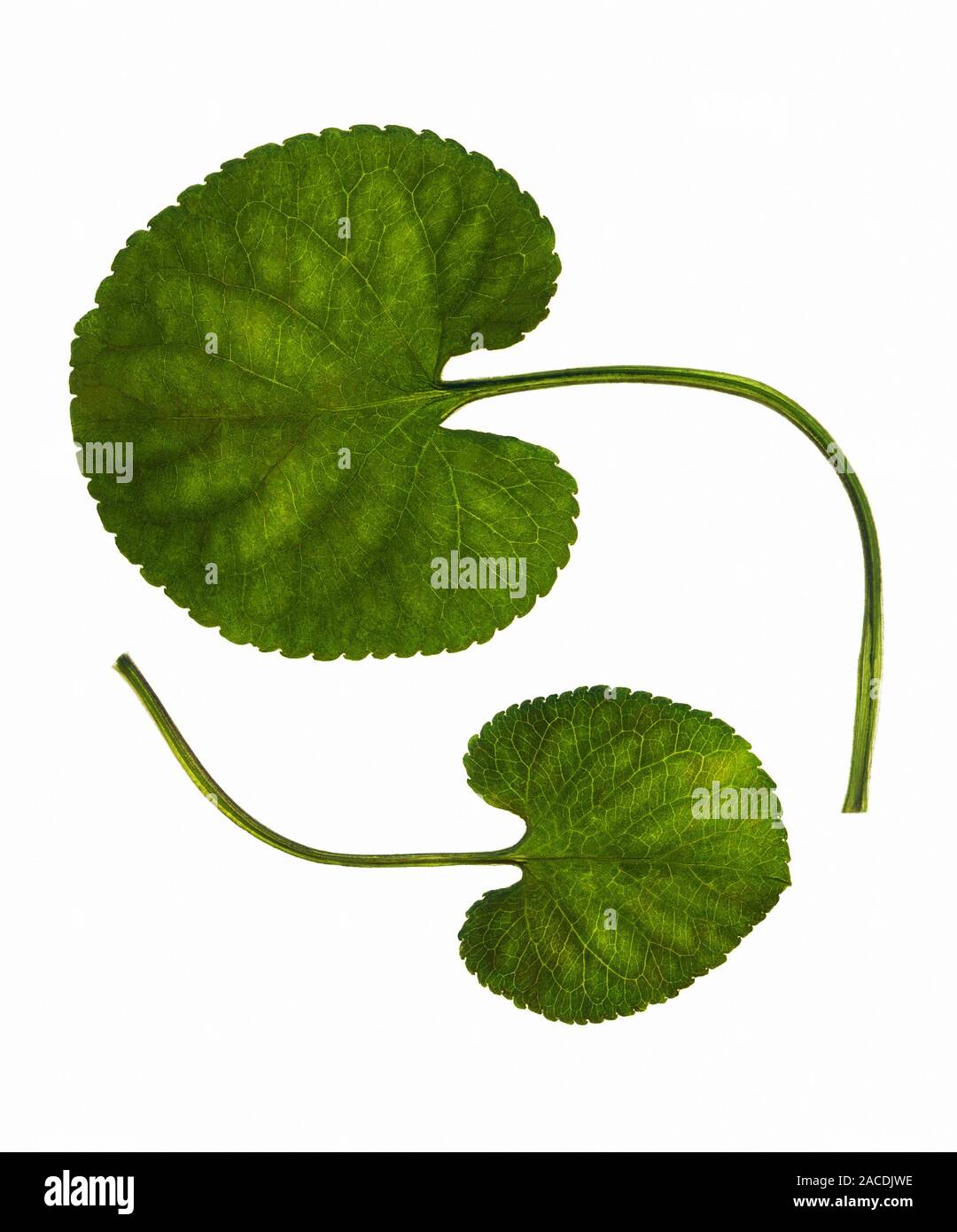 Violet leaves (Viola sp.). This is a popular plant grown for its ...