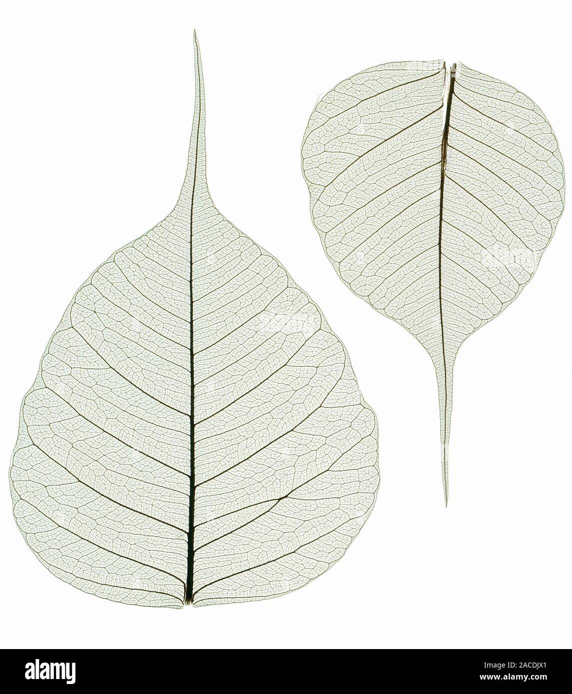 Lime leaf skeletons. Silhouette of the skeletons of common lime (Tilia ...