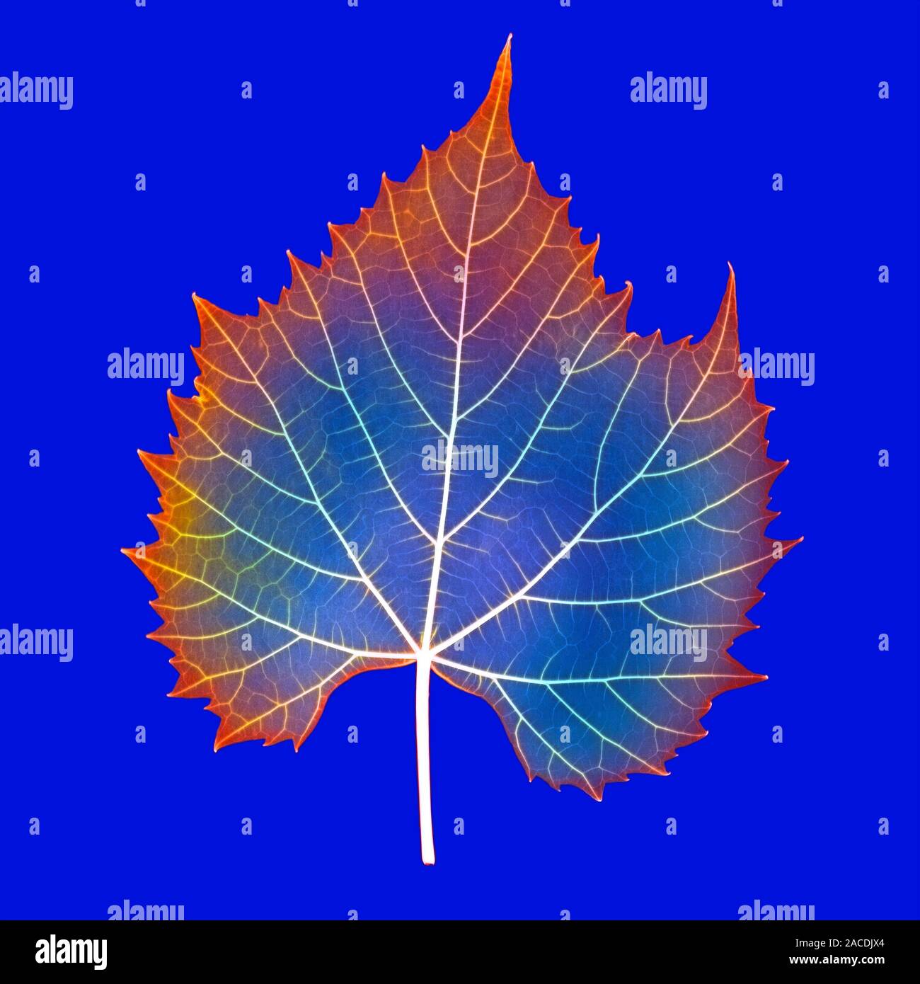 Leaf veins. Coloured X-ray of a leaf, exposing the venous structure ...