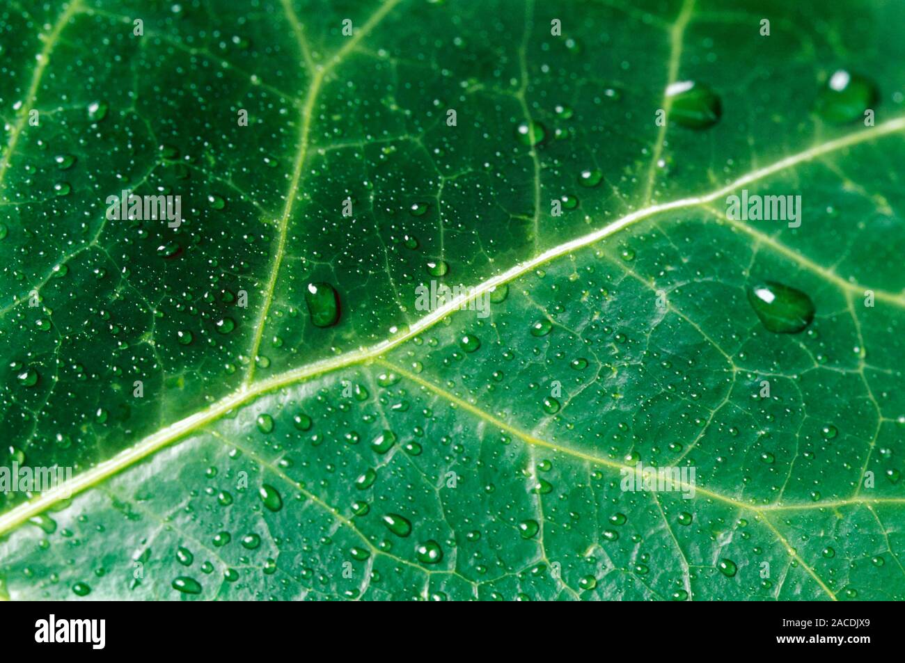 Leaf veins. Close-up of a leaf from the ivy plant (Hedera helix). The ...