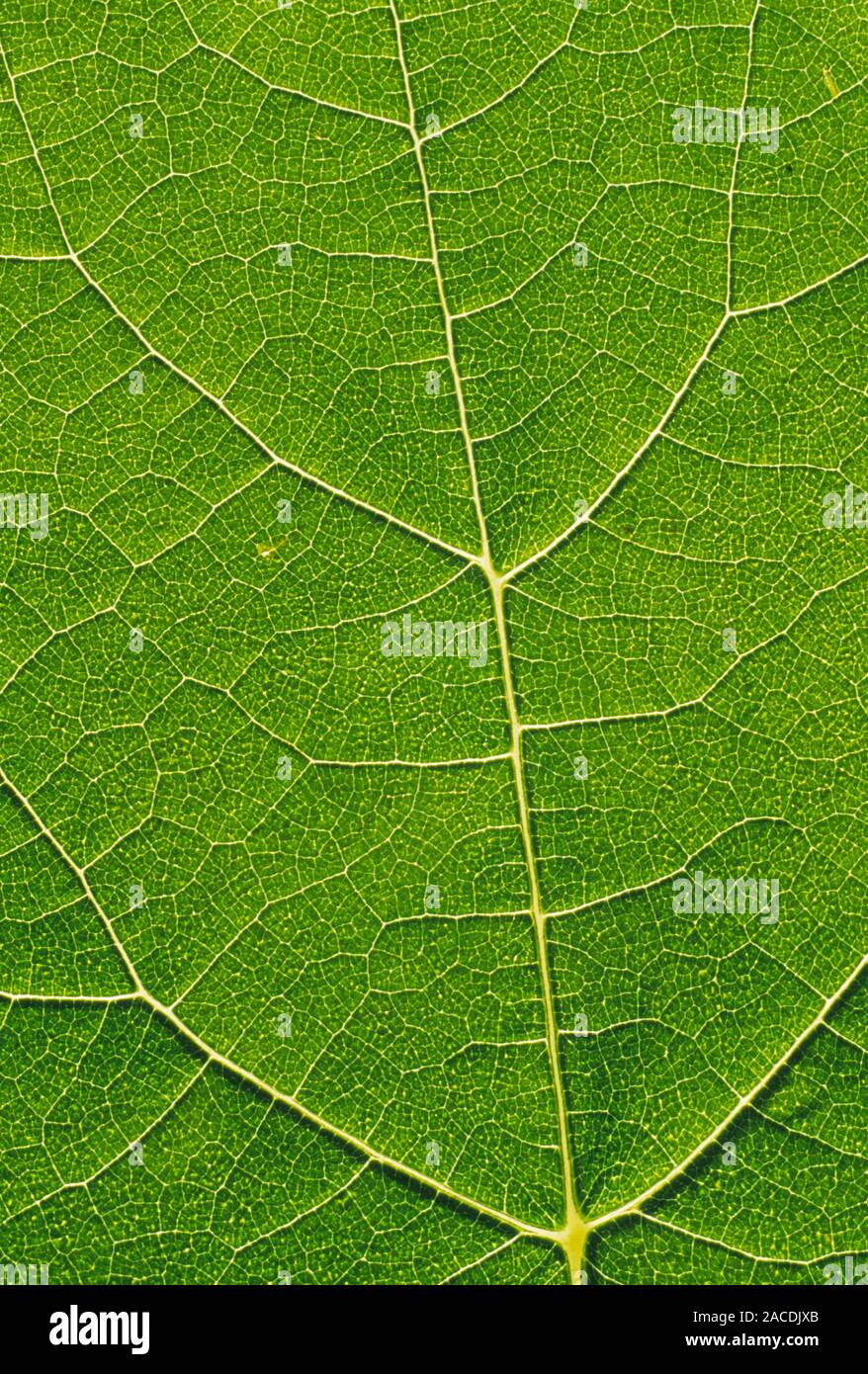 Leaf veins. Close-up of a leaf from the grape plant (Vitis vinifera ...