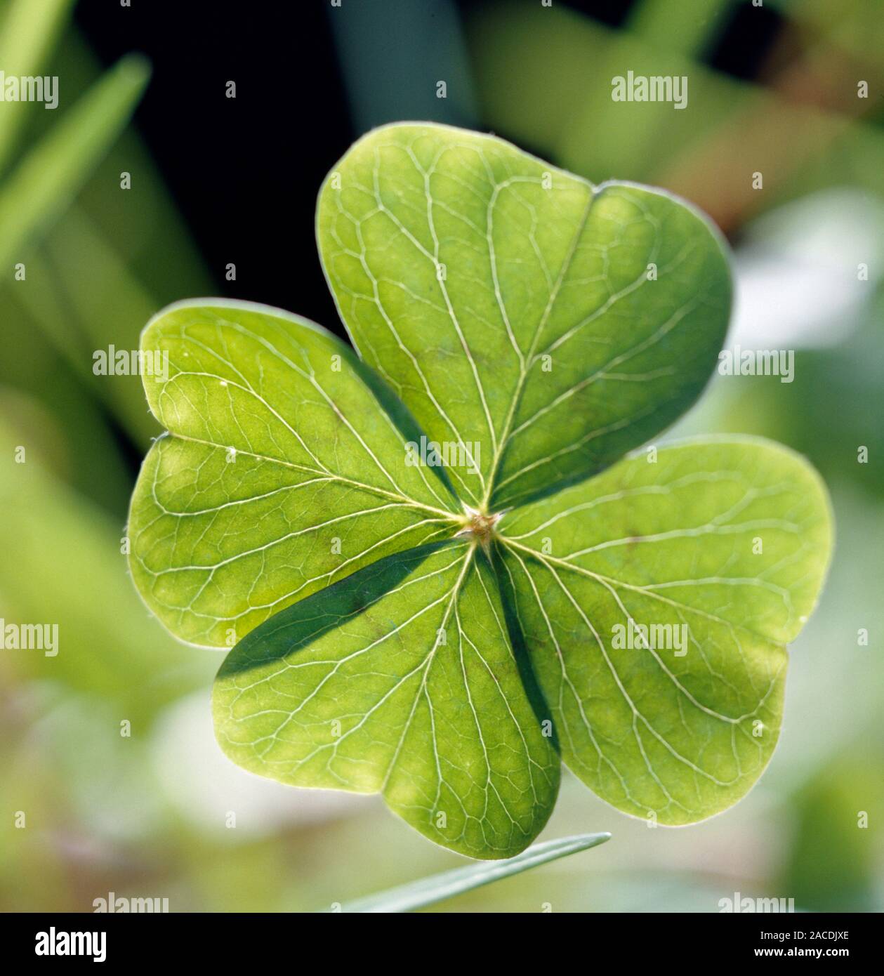 Four-leaf clover. Macrophotograph of a four-leaf clover (Trifolium sp ...