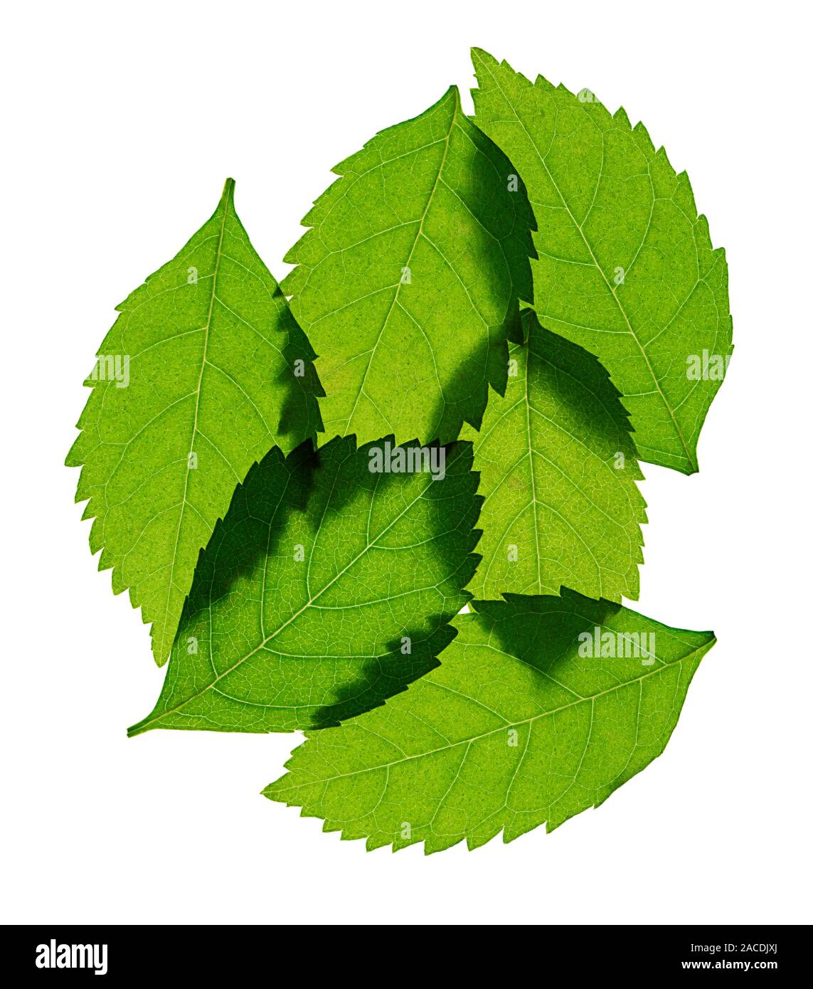 Leaves of elder. Abstract arrangement of leaves from the elder tree ...