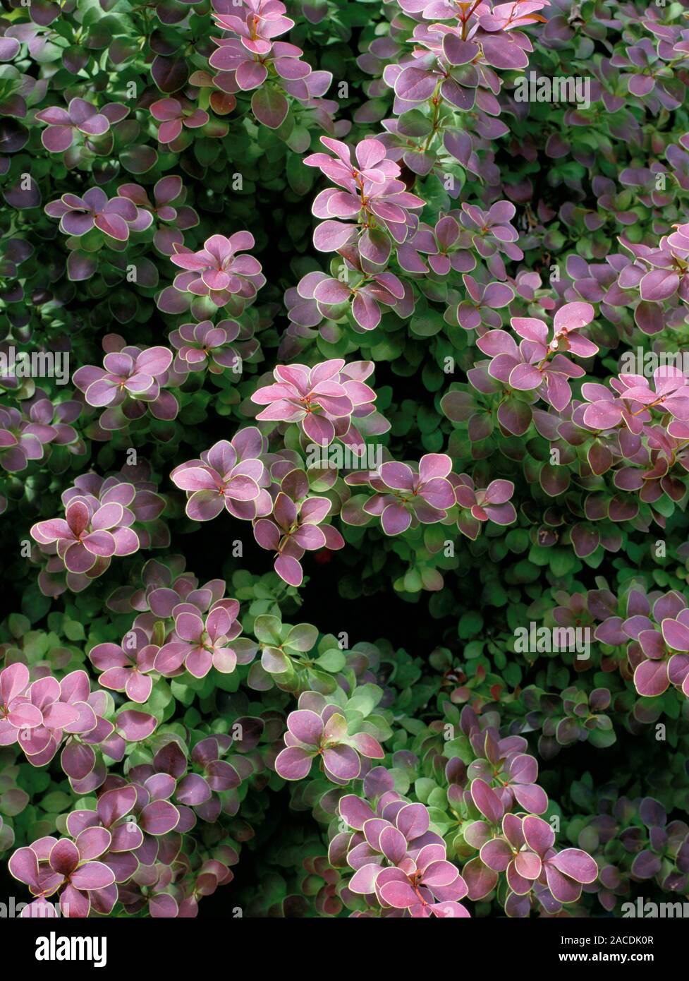 Ornamental leaves of a Japanese barberry variety (Berberis thunbergii ...