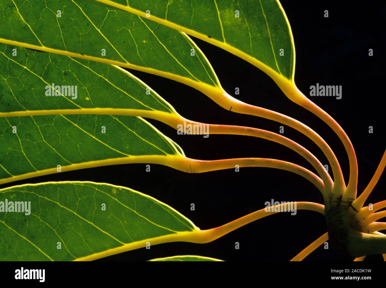 Umbrella tree leaves. The umbrella tree (Schefflera, or Brassaia ...