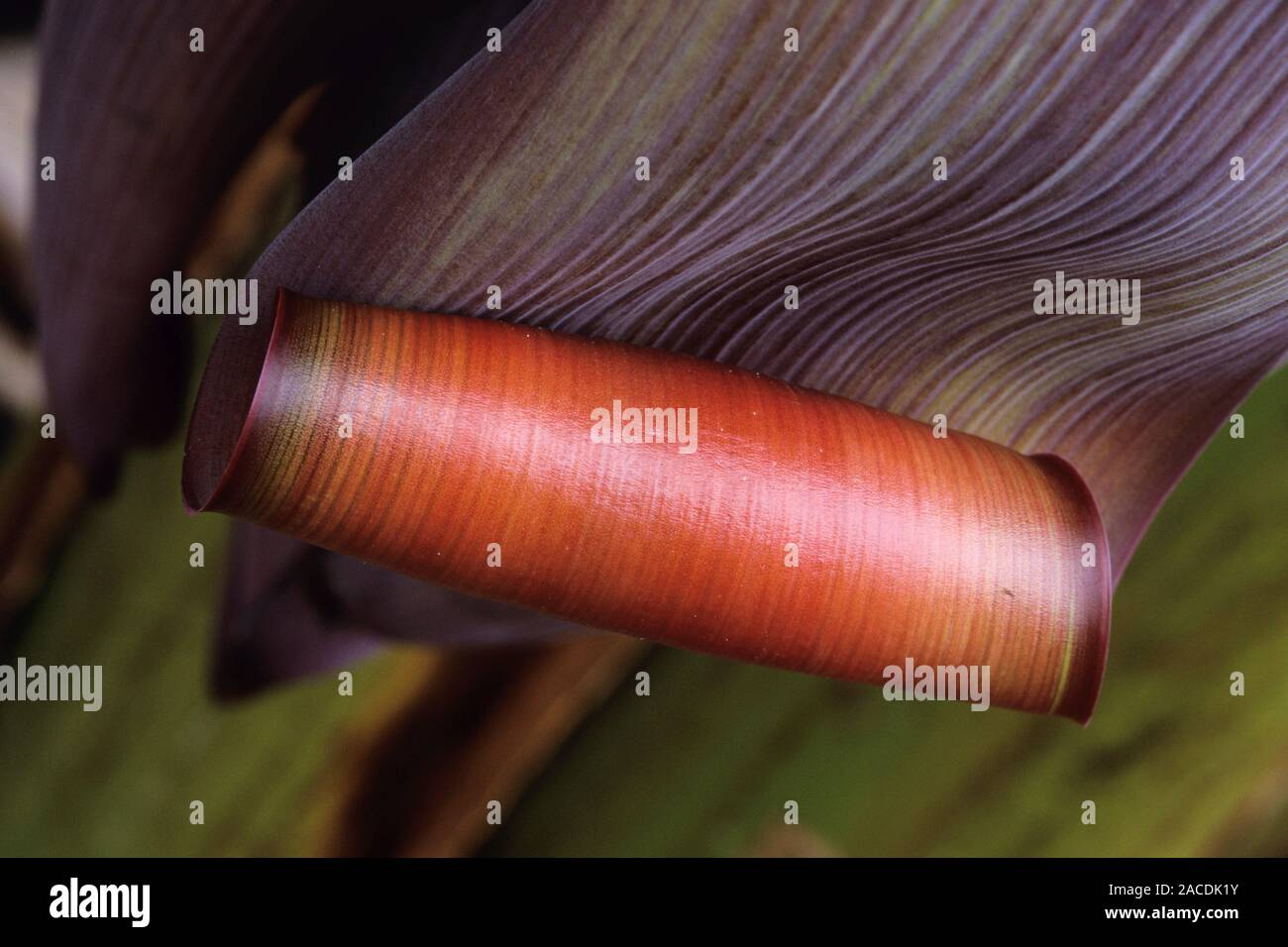 Banana tree leaf (Musa sp Stock Photo - Alamy