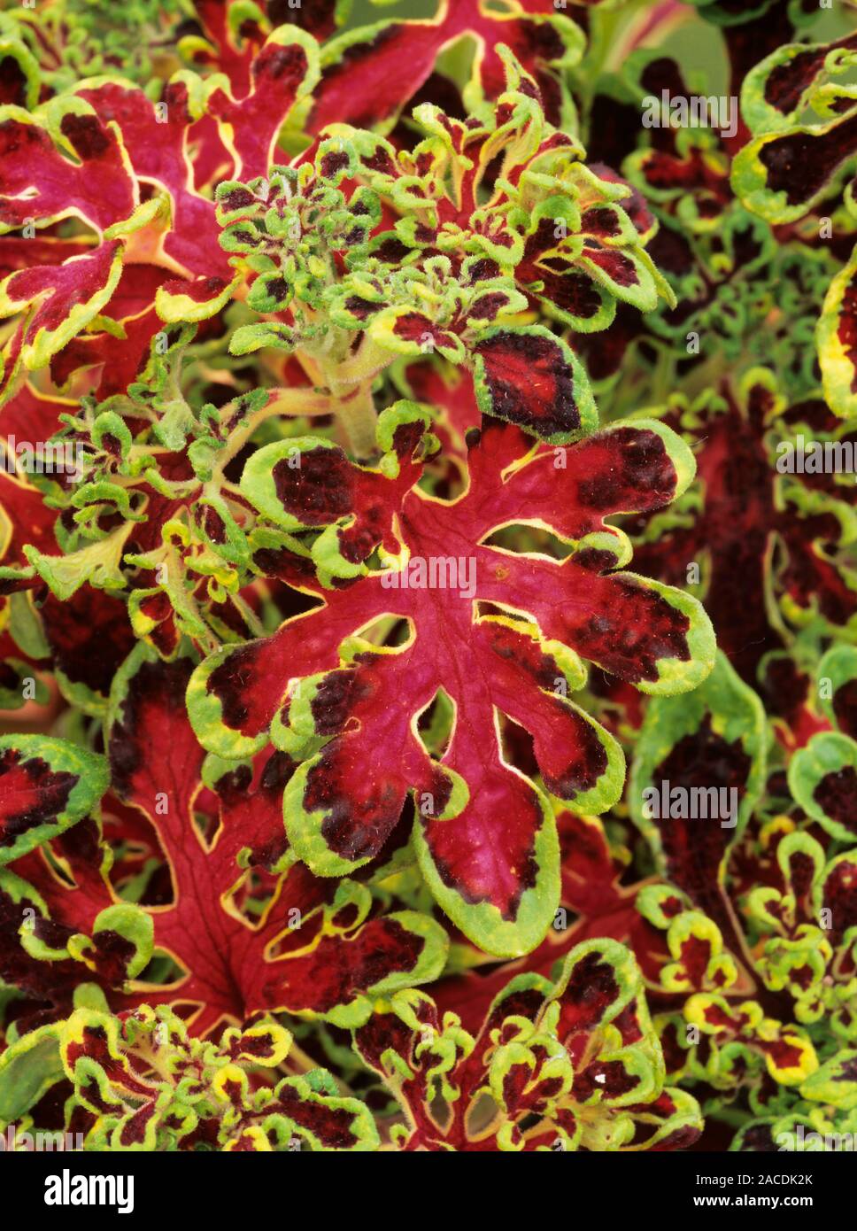 Flame nettle leaves (Solenostemon 'Fire Fingers' Stock Photo - Alamy