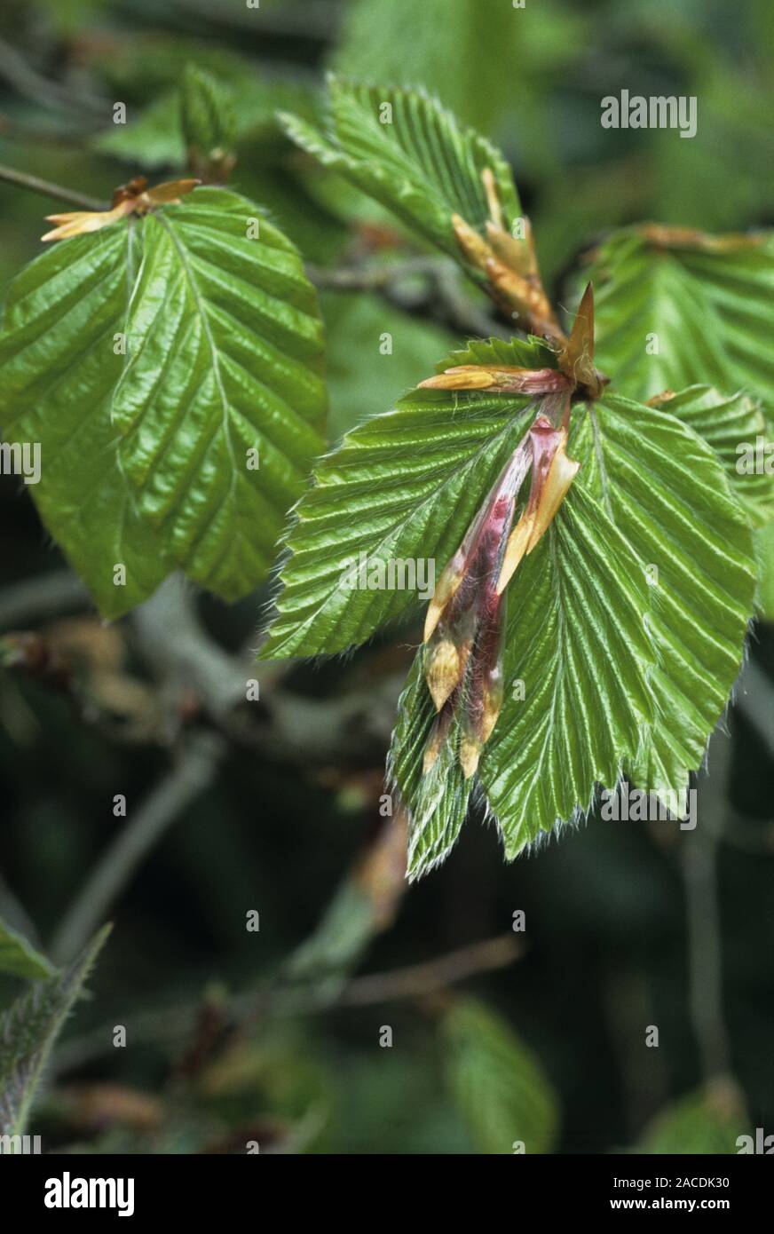 Beech leaves (Fagus sylvatica) and leaf buds (brown) in spring Stock ...