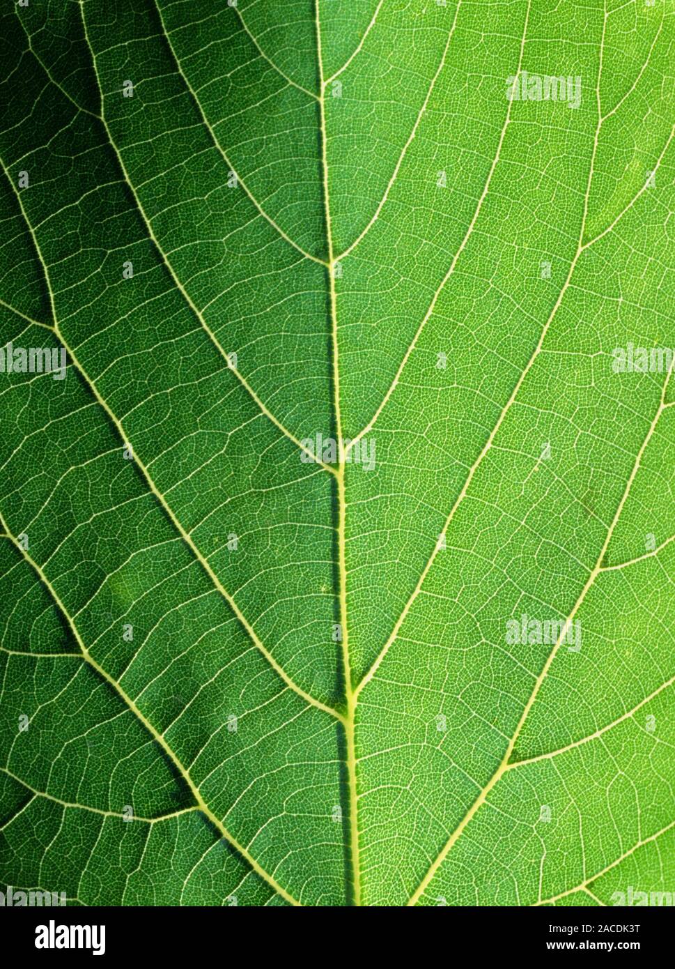 Lime leaf. Leaf of a lime tree (Tilia sp.) showing its veins Stock ...