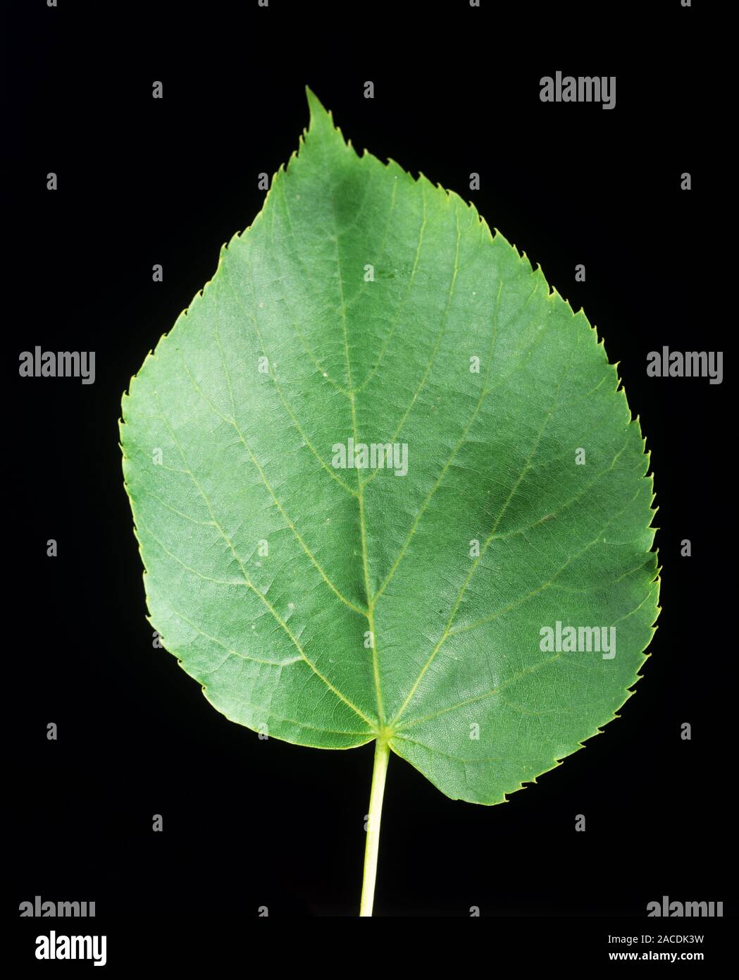 Lime leaf. Leaf of a lime tree (Tilia sp.) showing its veins Stock ...