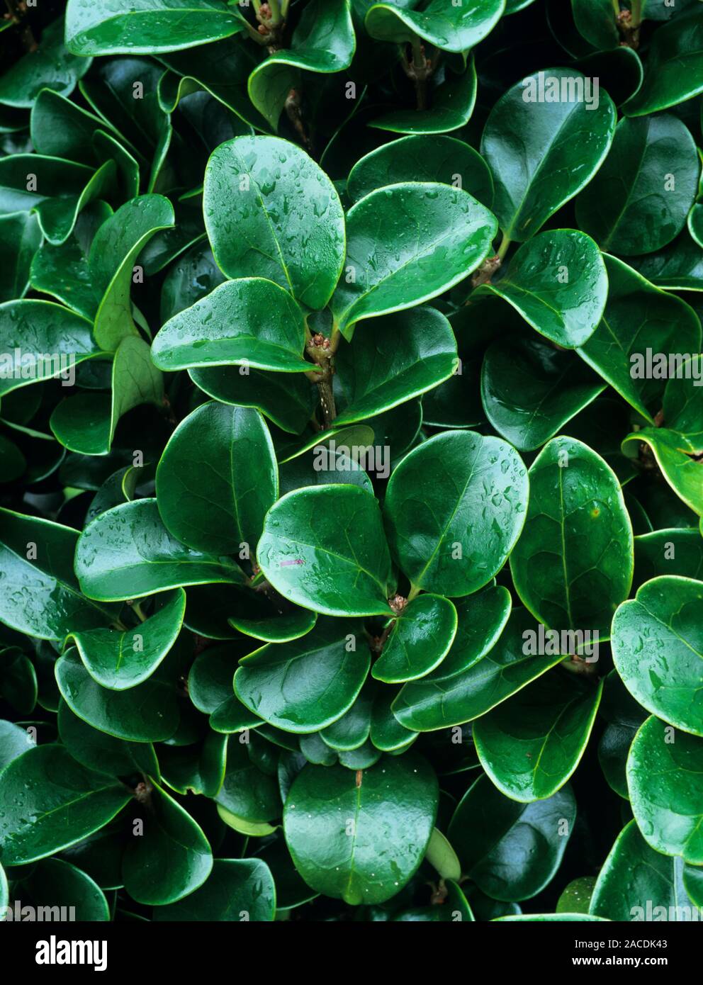 Japanese Privet Leaves Plantwise Knowledge Bank