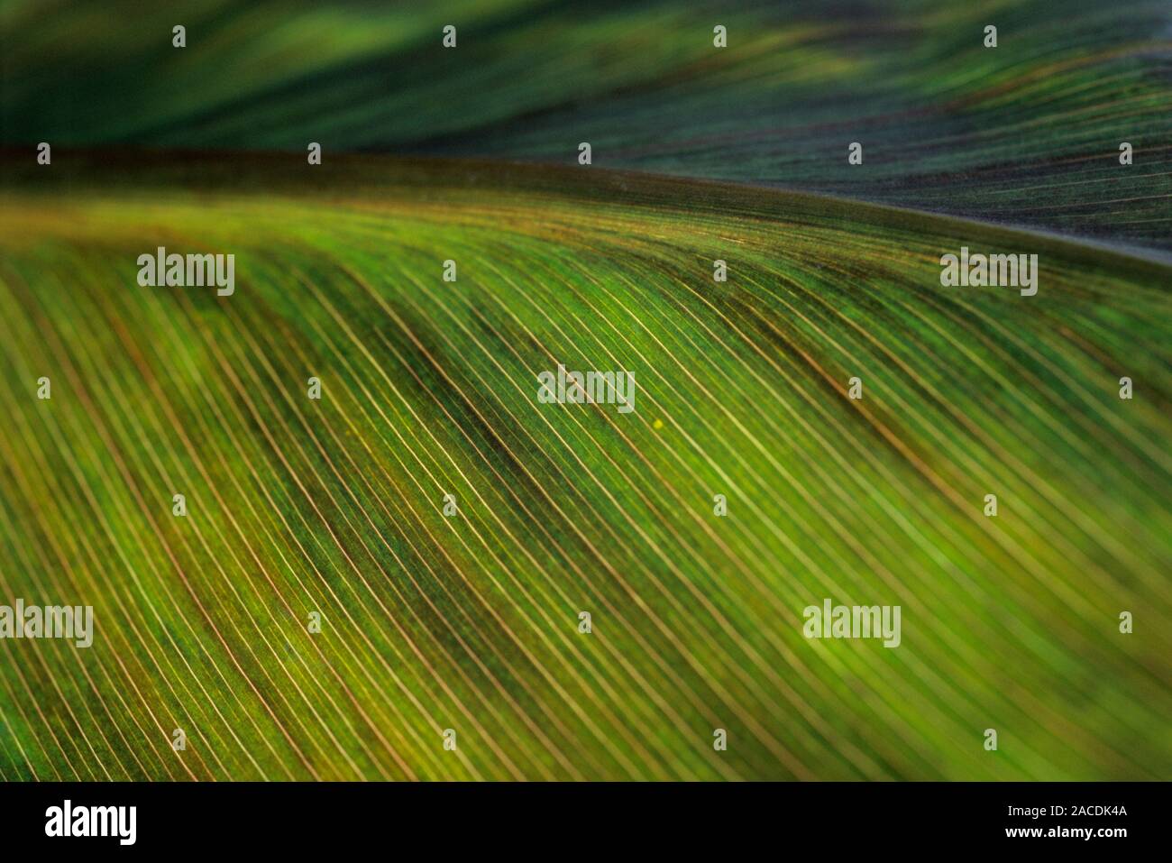 Indian shot plant. Close-up of a leaf of the Indian shot plant (Canna ...