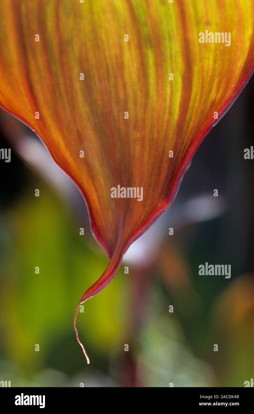 Indian shot plant. Tip of a leaf of the Indian shot plant (Canna ...